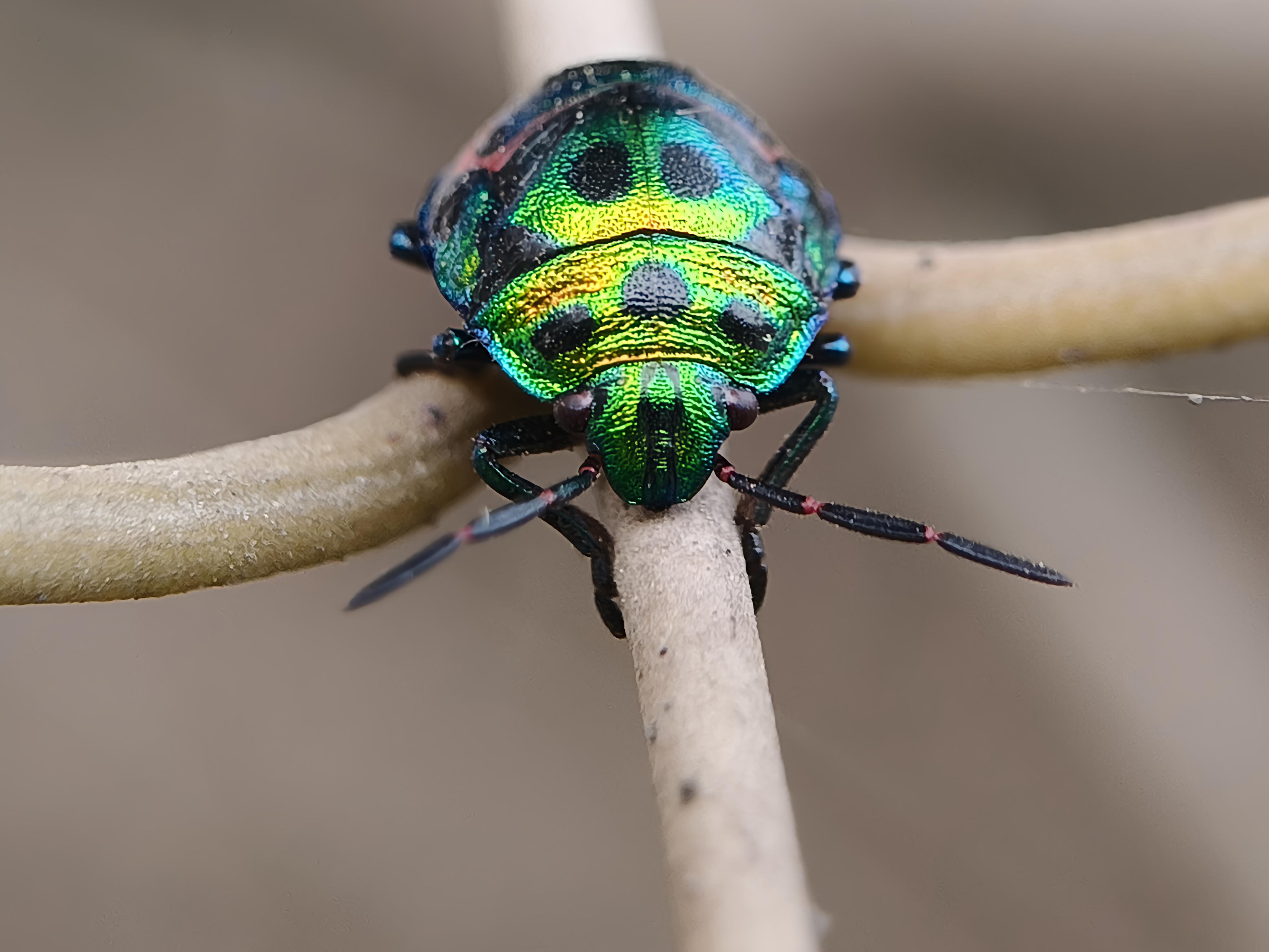 Jewel bug painted in sunlight, each color shifting as it mov