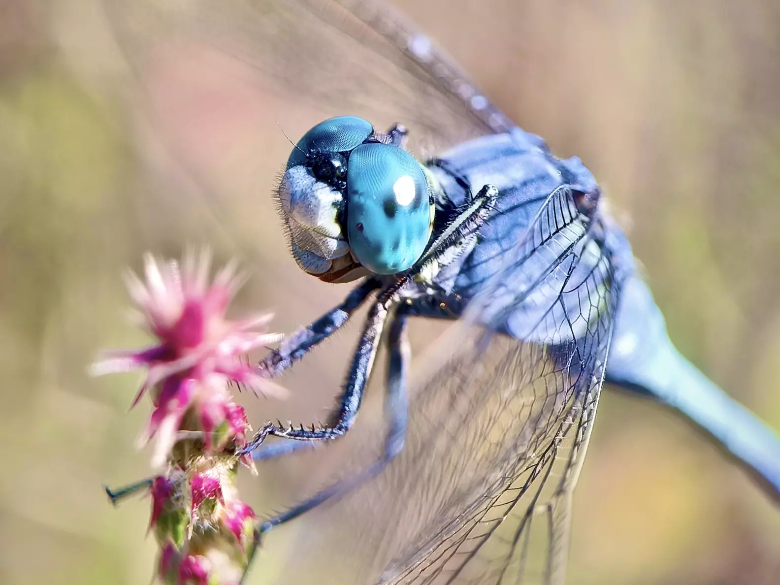 Dragonflies are one of the most difficult subjects to click