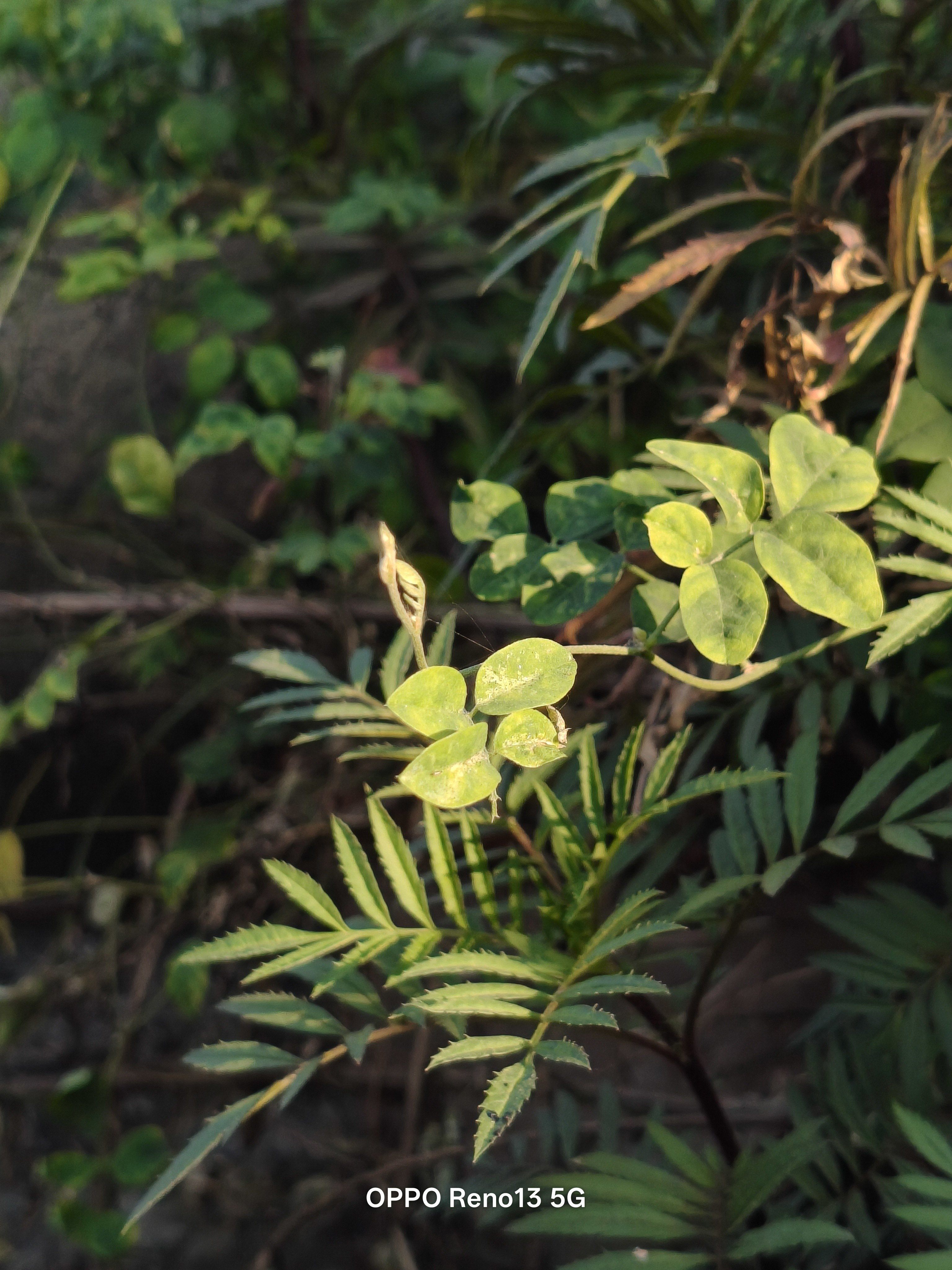 Here is some Random shots through Oppo Reno 13 5G I know am