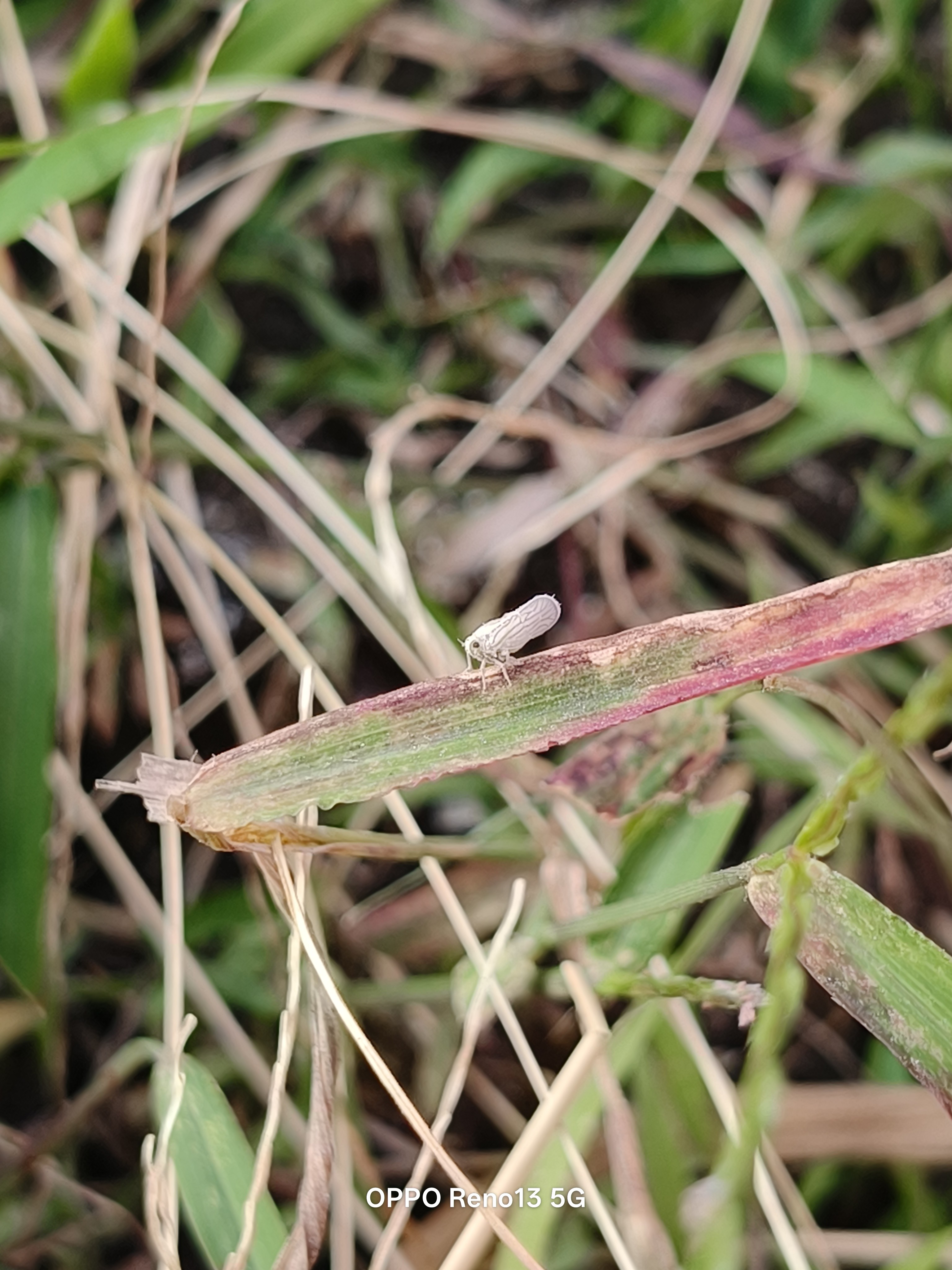 Here is some Random shots through Oppo Reno 13 5G I know am