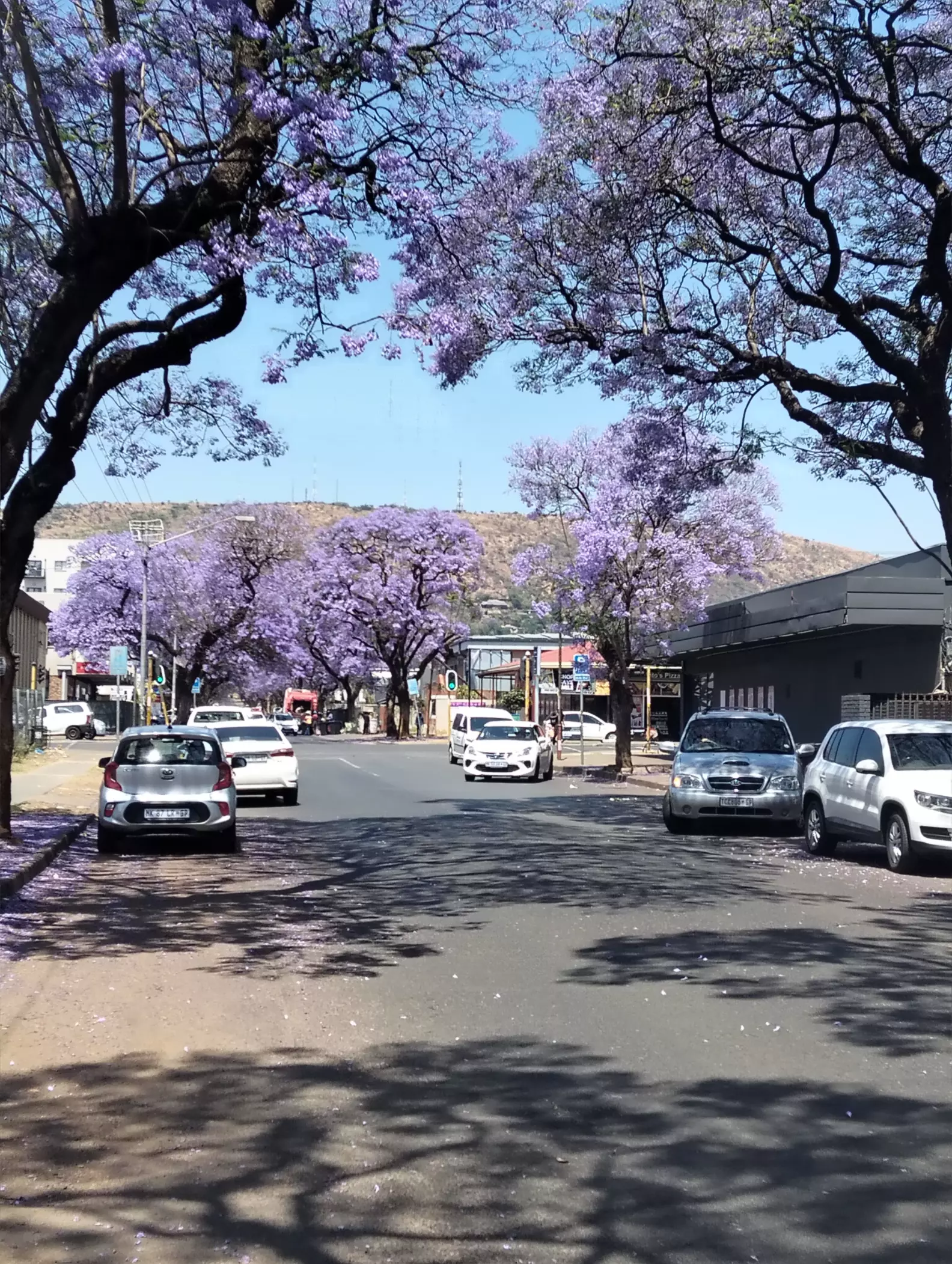 Here's the jakaranda or jacaranda tree 🌲 this is a sign tha