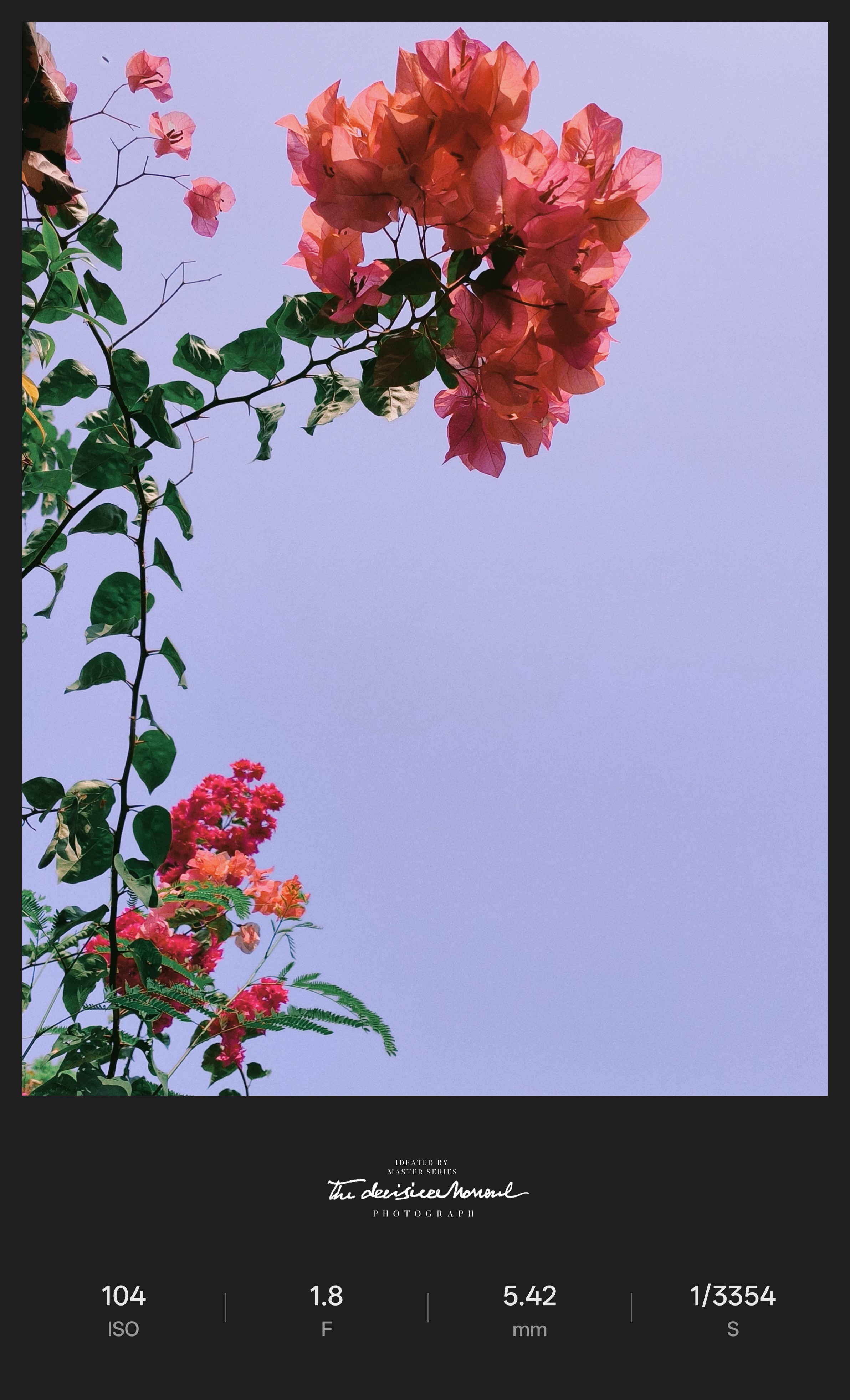 These bougainvillea blooms that once burst with so much colo