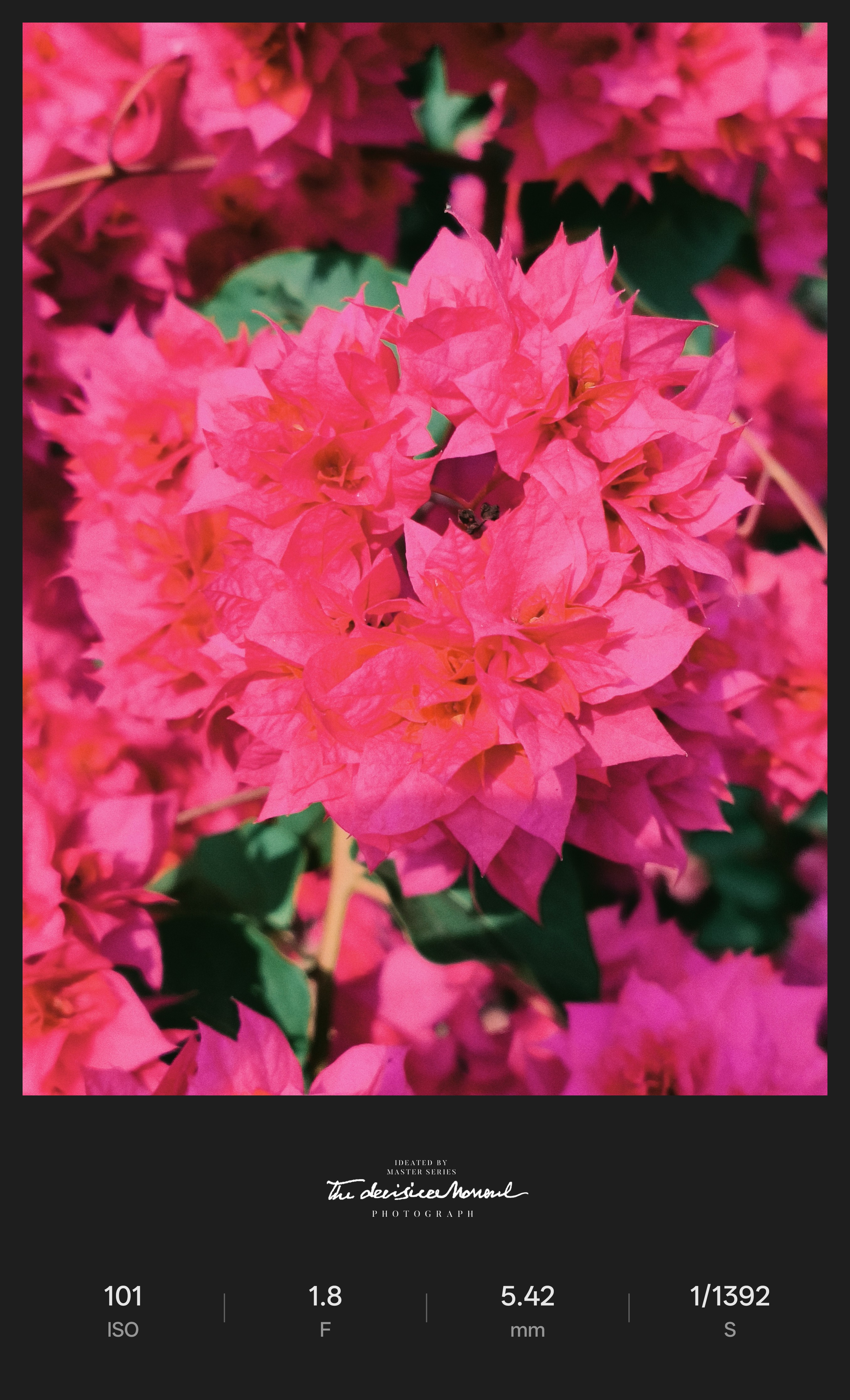 These bougainvillea blooms that once burst with so much colo