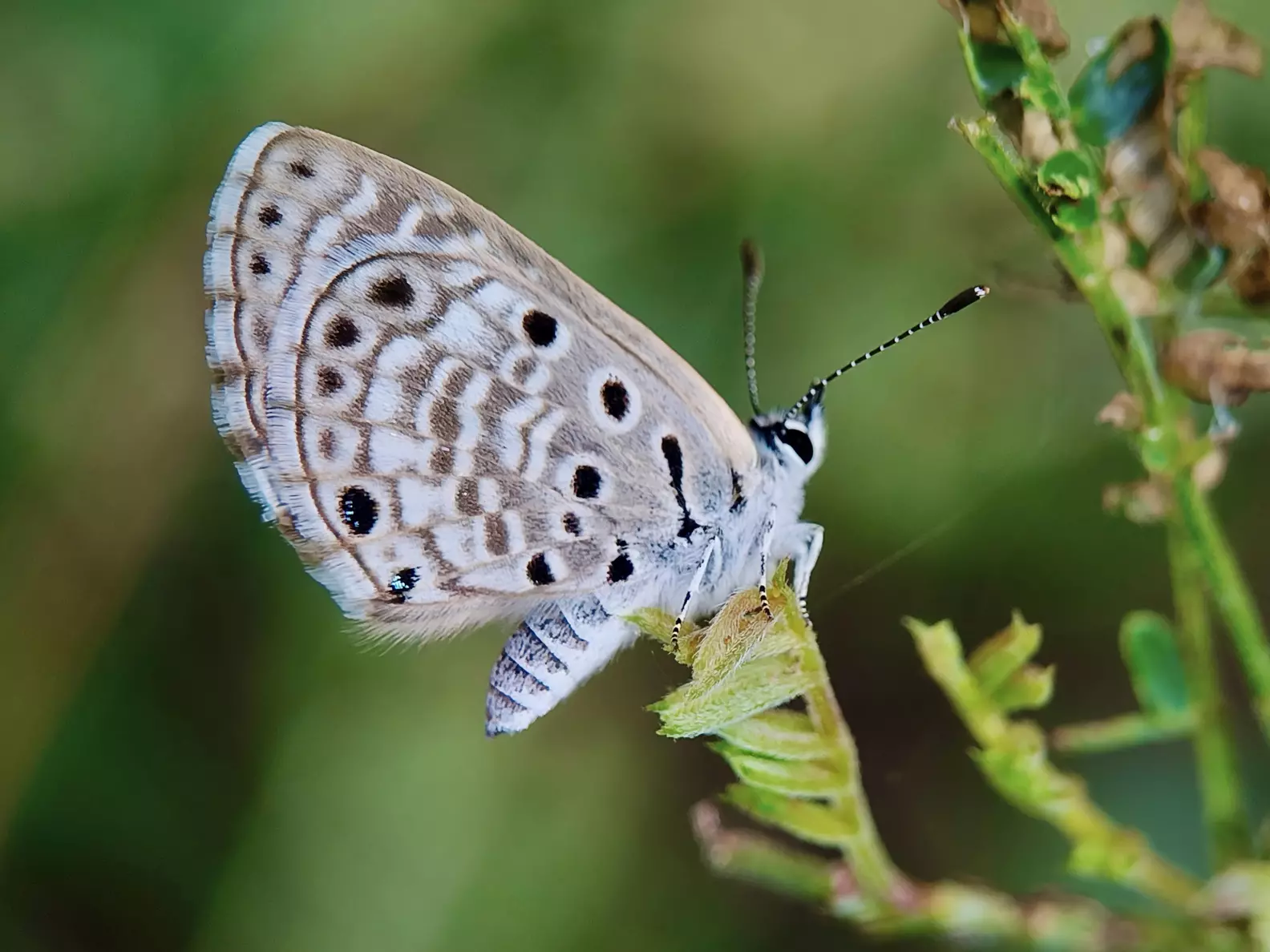 The Babul Blue butterfly (Azanus ubaldus) thrives on Acacia