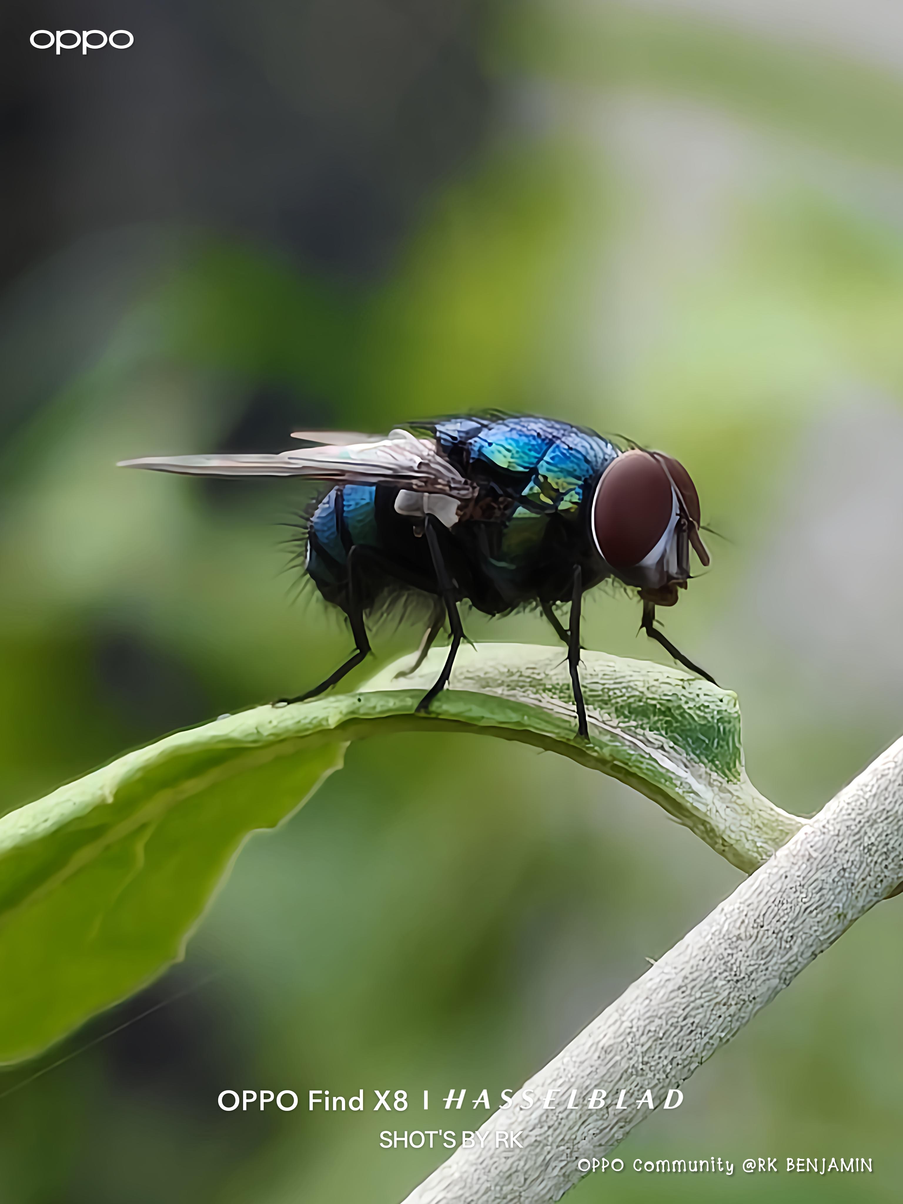 My New Macro with Oppo Find x8 Ultra