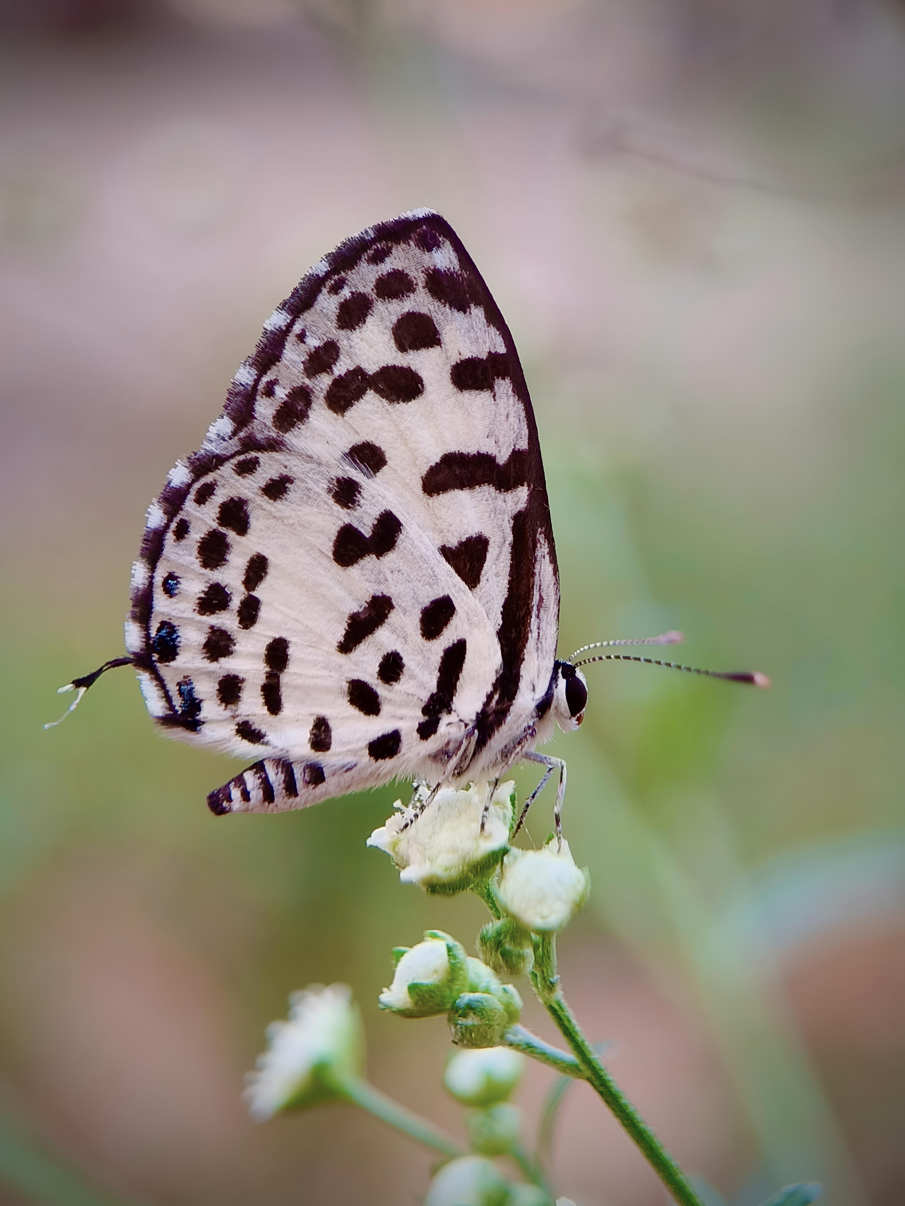 Here's another close up of a tiny little butterfly. This one