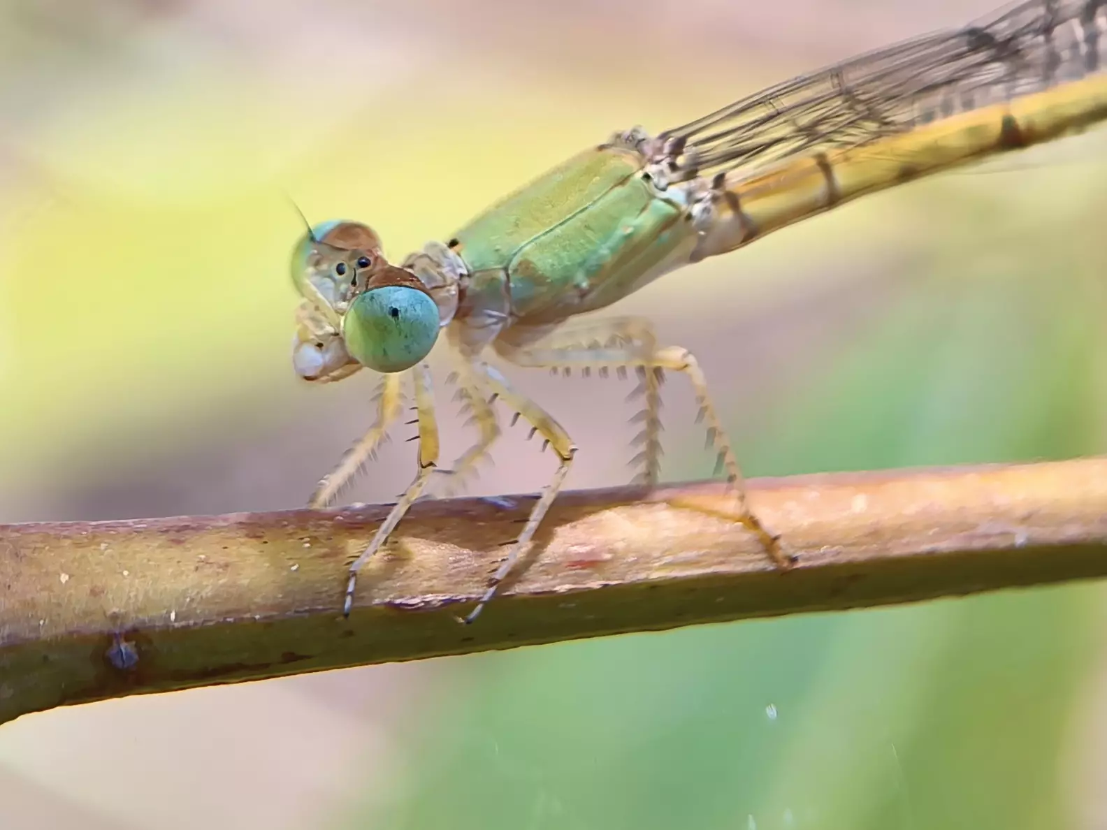 Meet the cousins of dragonflies.... The Damselfly. Here are