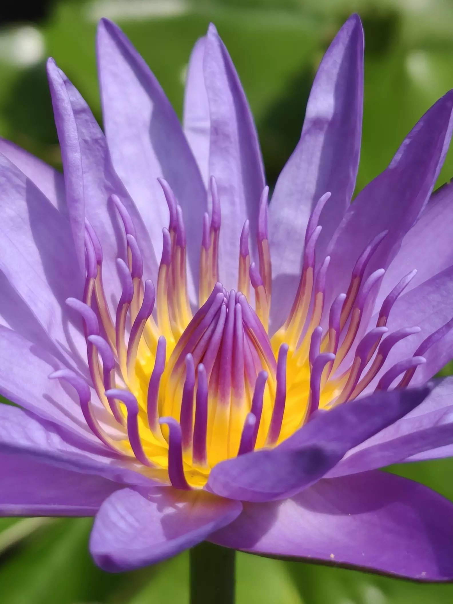 Water lilies are kinda fire at the core 🔥~unedited