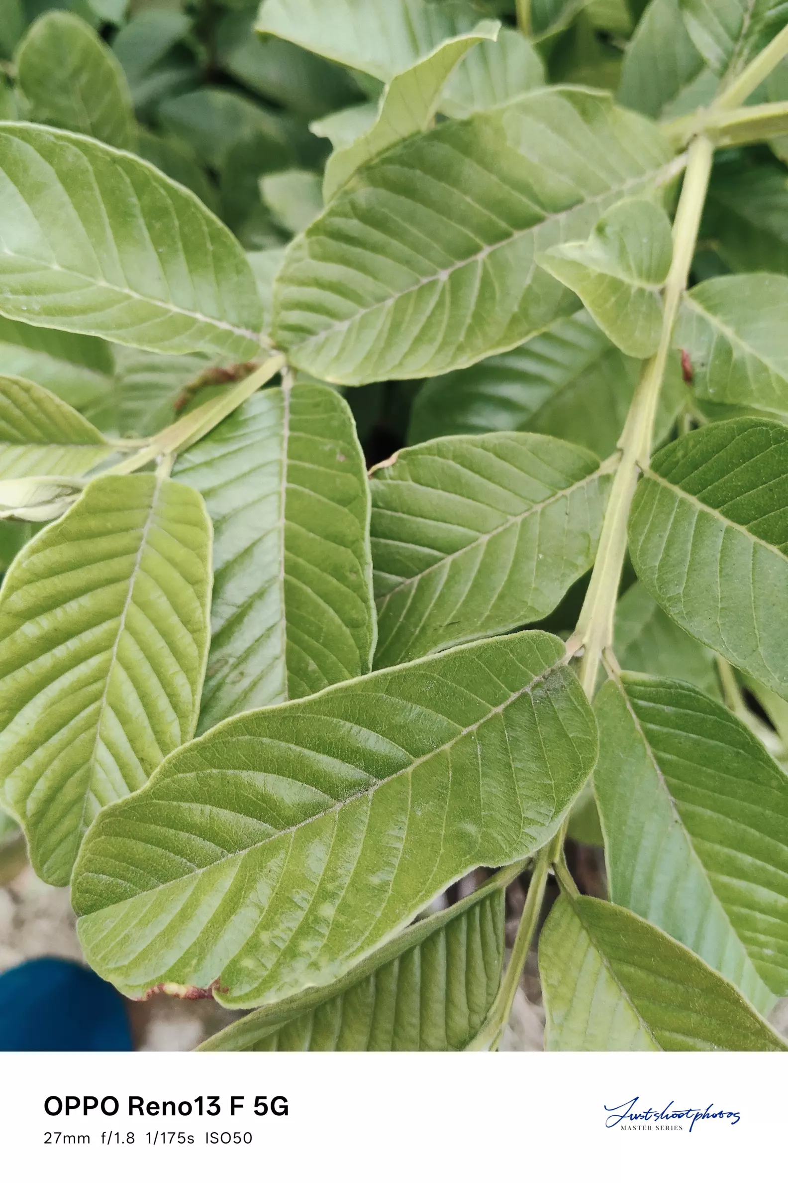 A close-up of guava tree leaves.The predominant lines in the