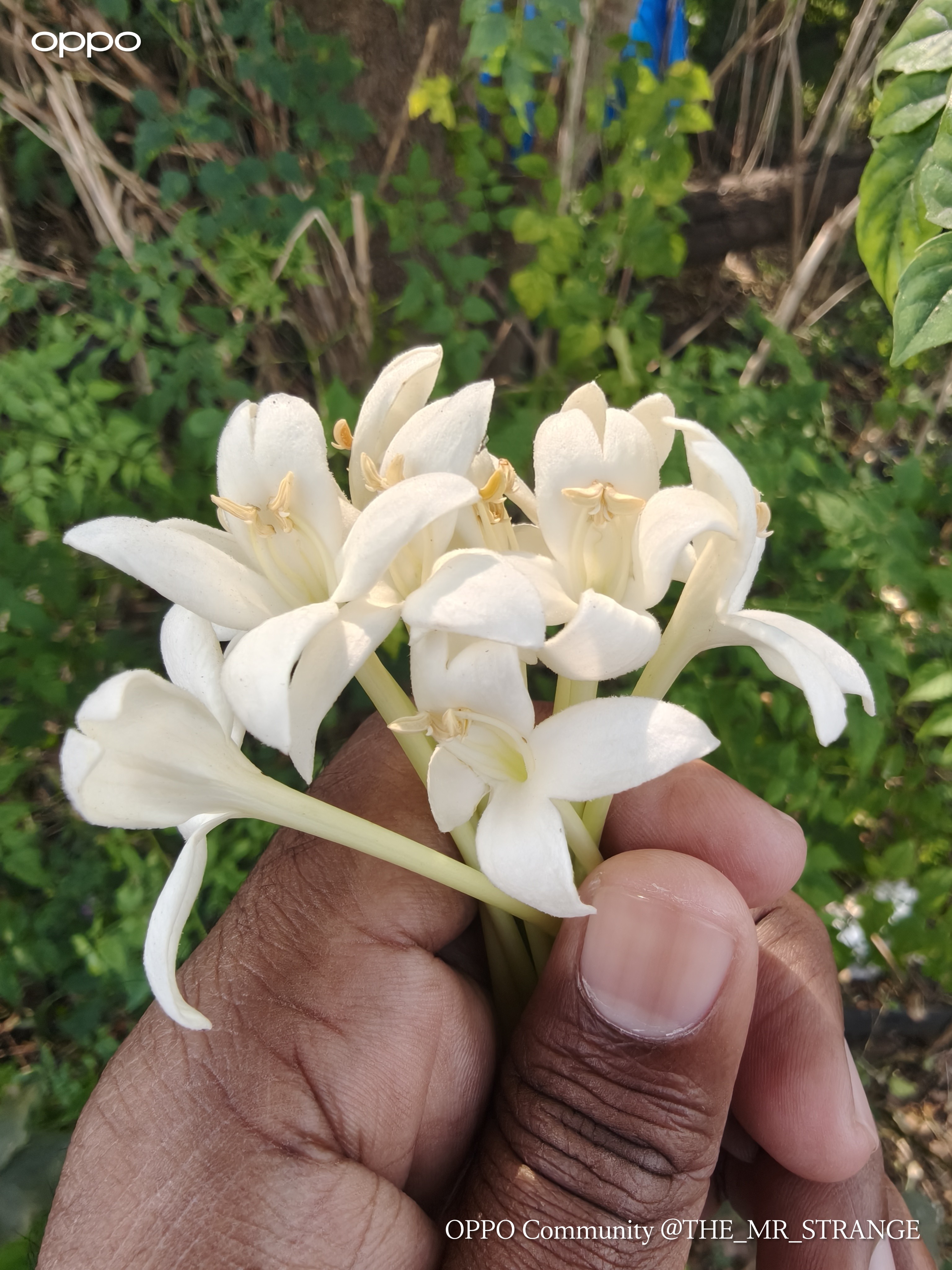 Blooming Indian Cork tree flower's (Millingtonia hortensis),
