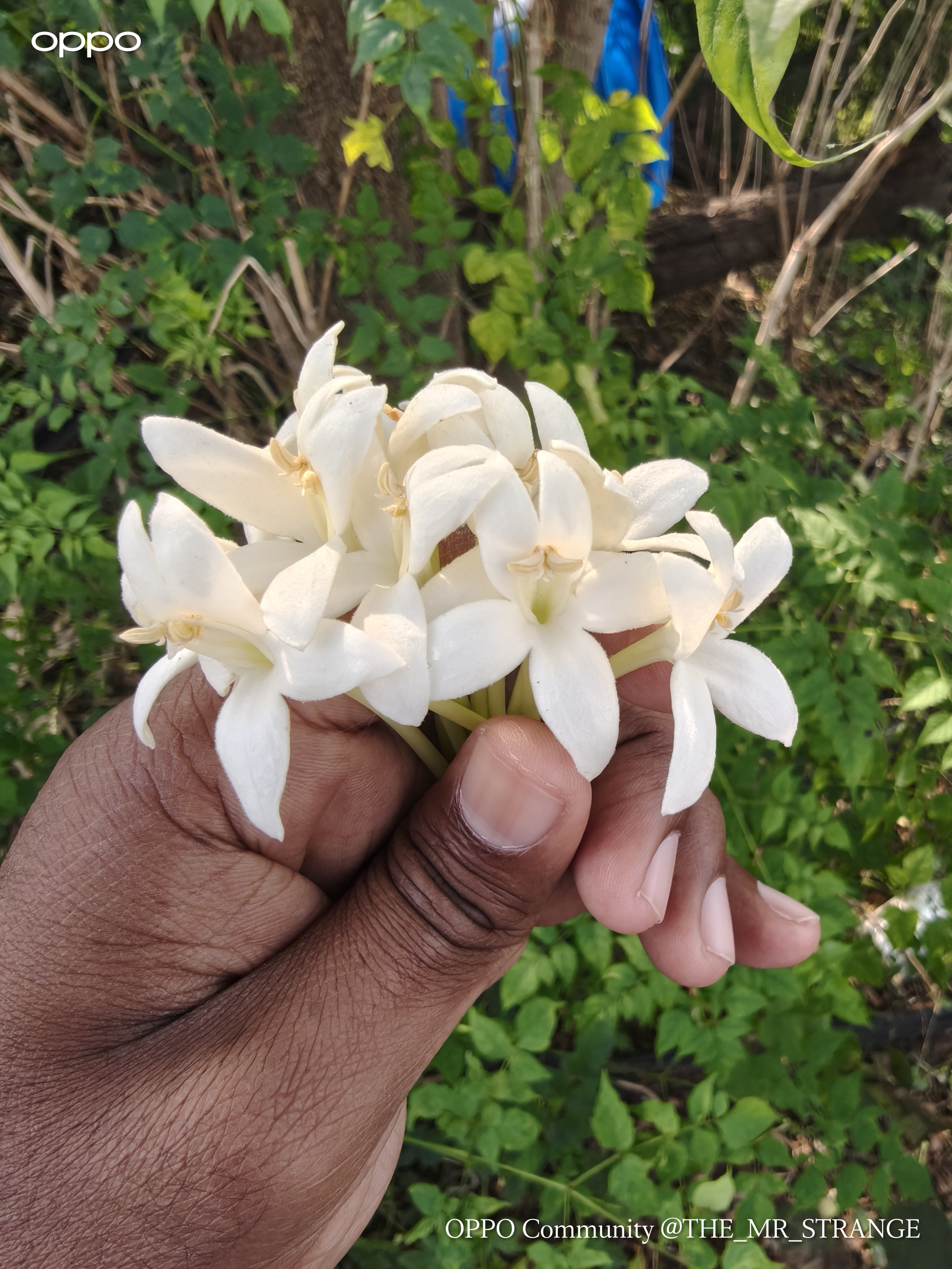 Blooming Indian Cork tree flower's (Millingtonia hortensis),