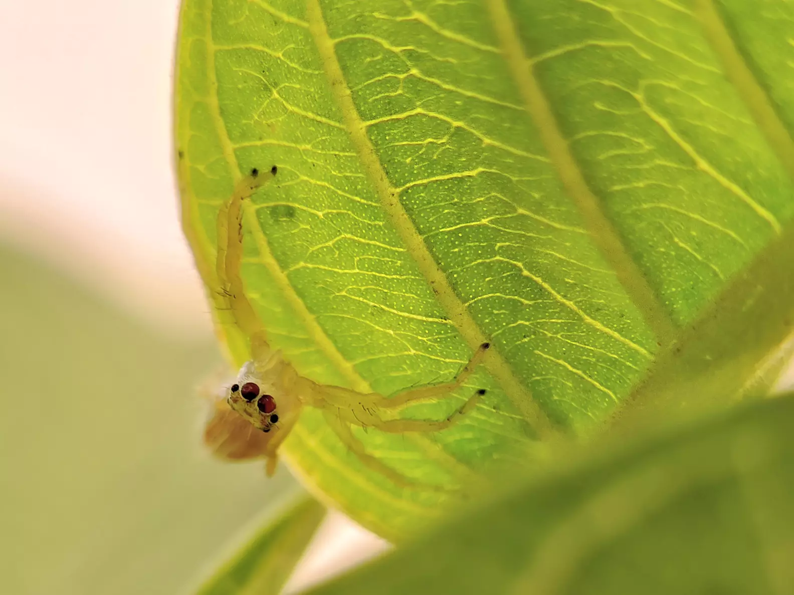Two-striped jumping spider caught mid-model walk on this lea