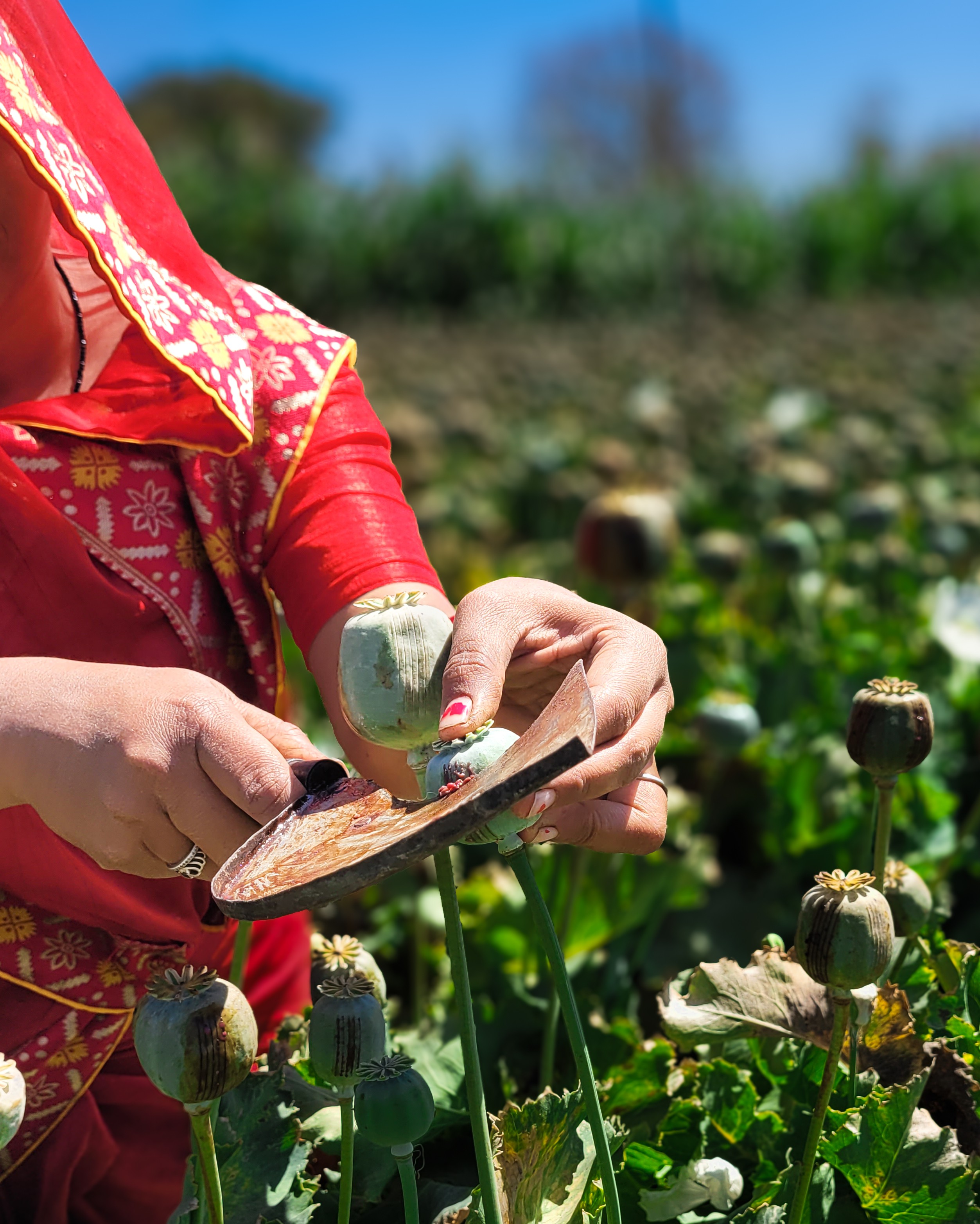 This photo shows the key step where opium is collected. Opiu