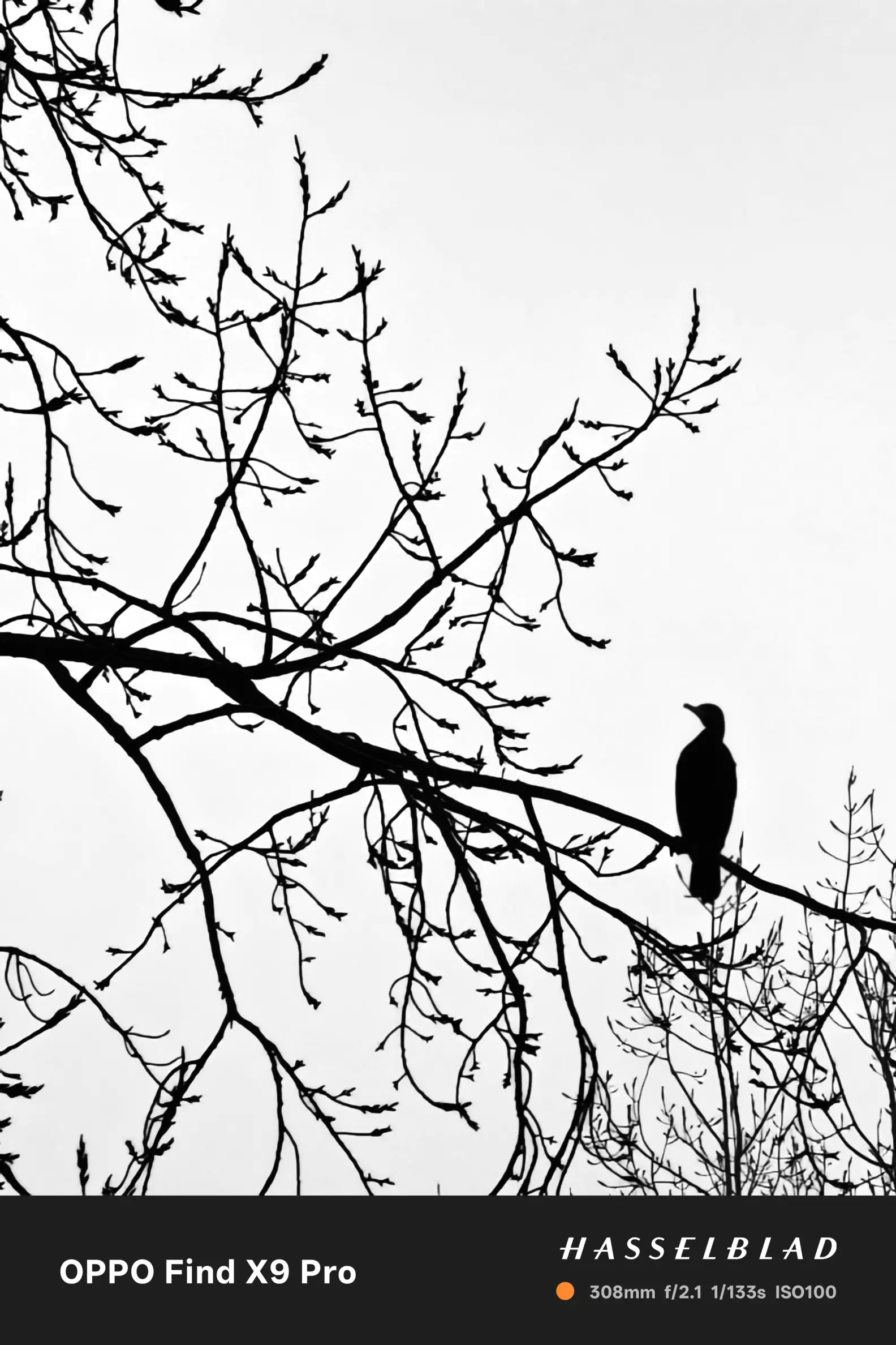 Dull grey weather calls for strong black and white!Images wi
