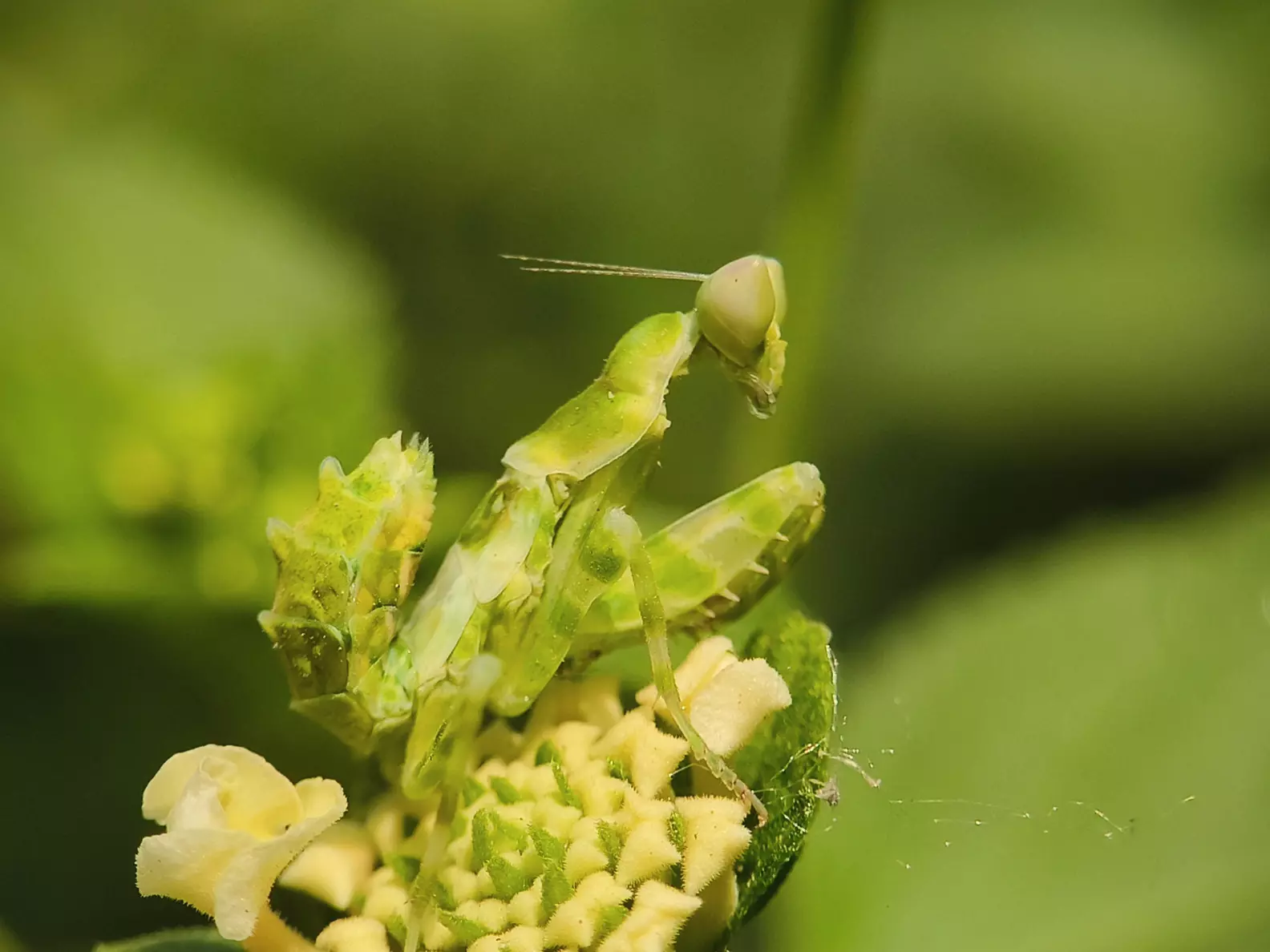 Flower mantis facts in a tiny package: this little predator