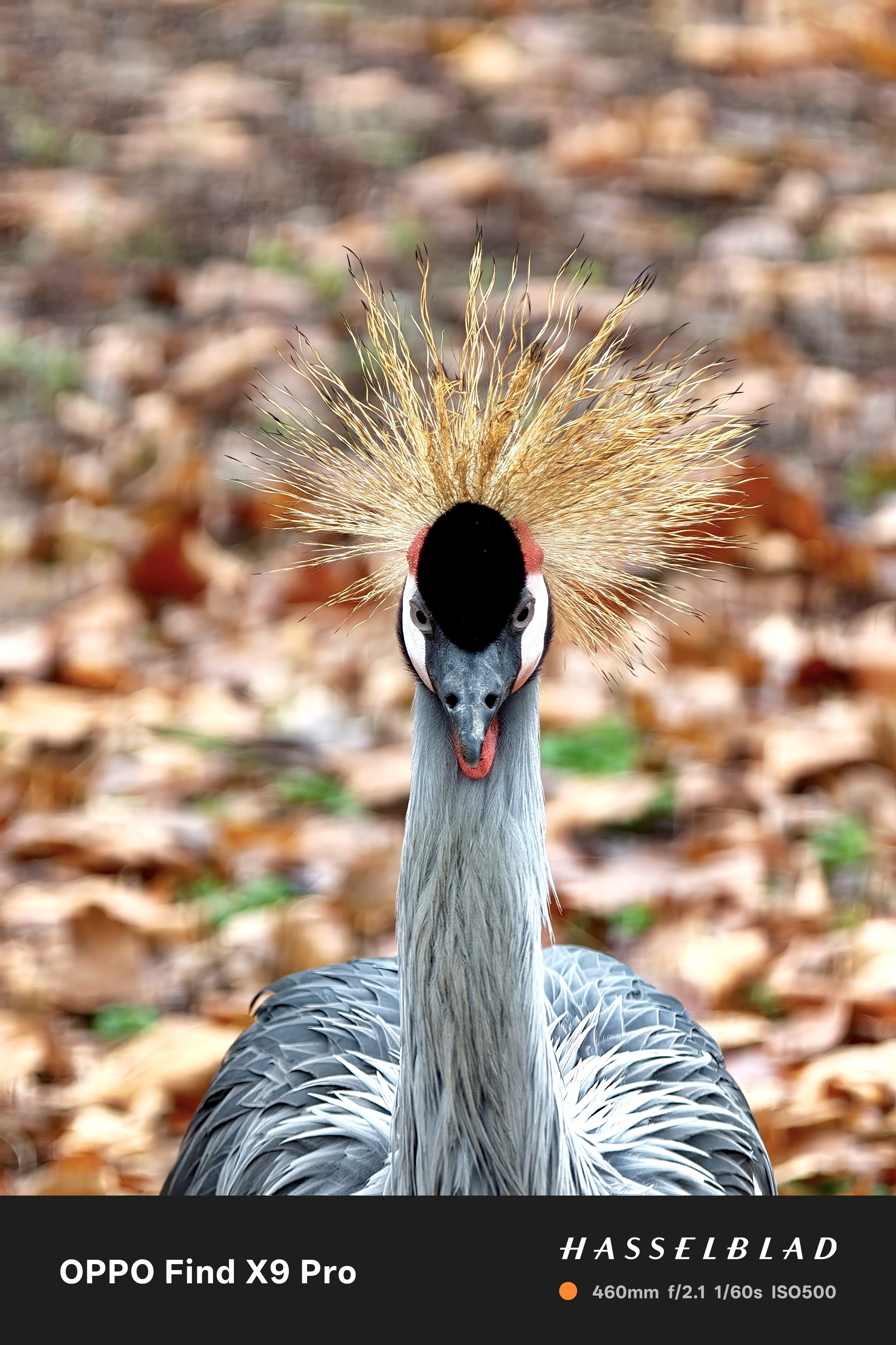 Bird photography with Oppo Find X9 Pro + Photography kitToda
