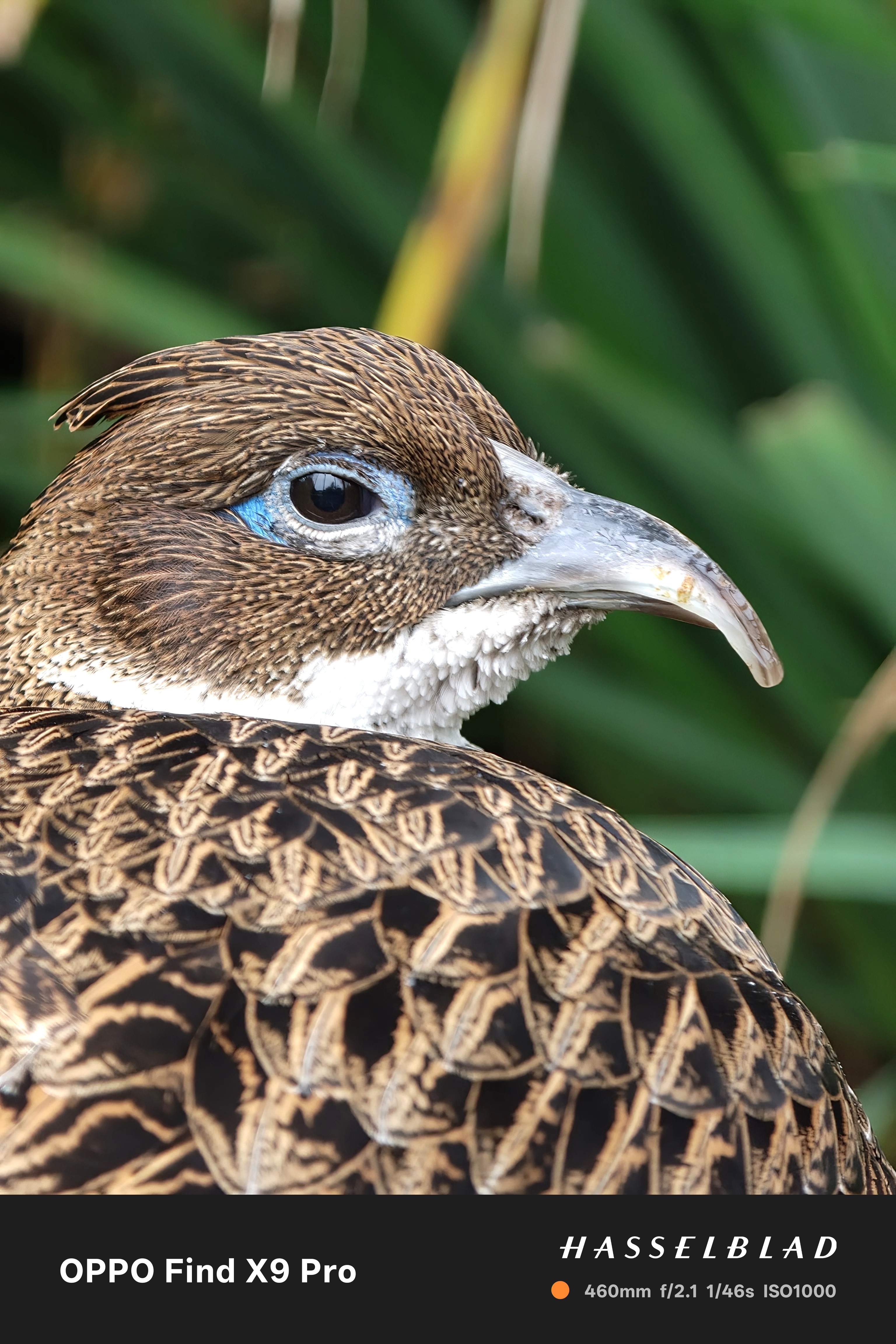 Bird photography with Oppo Find X9 Pro + Photography kitToda