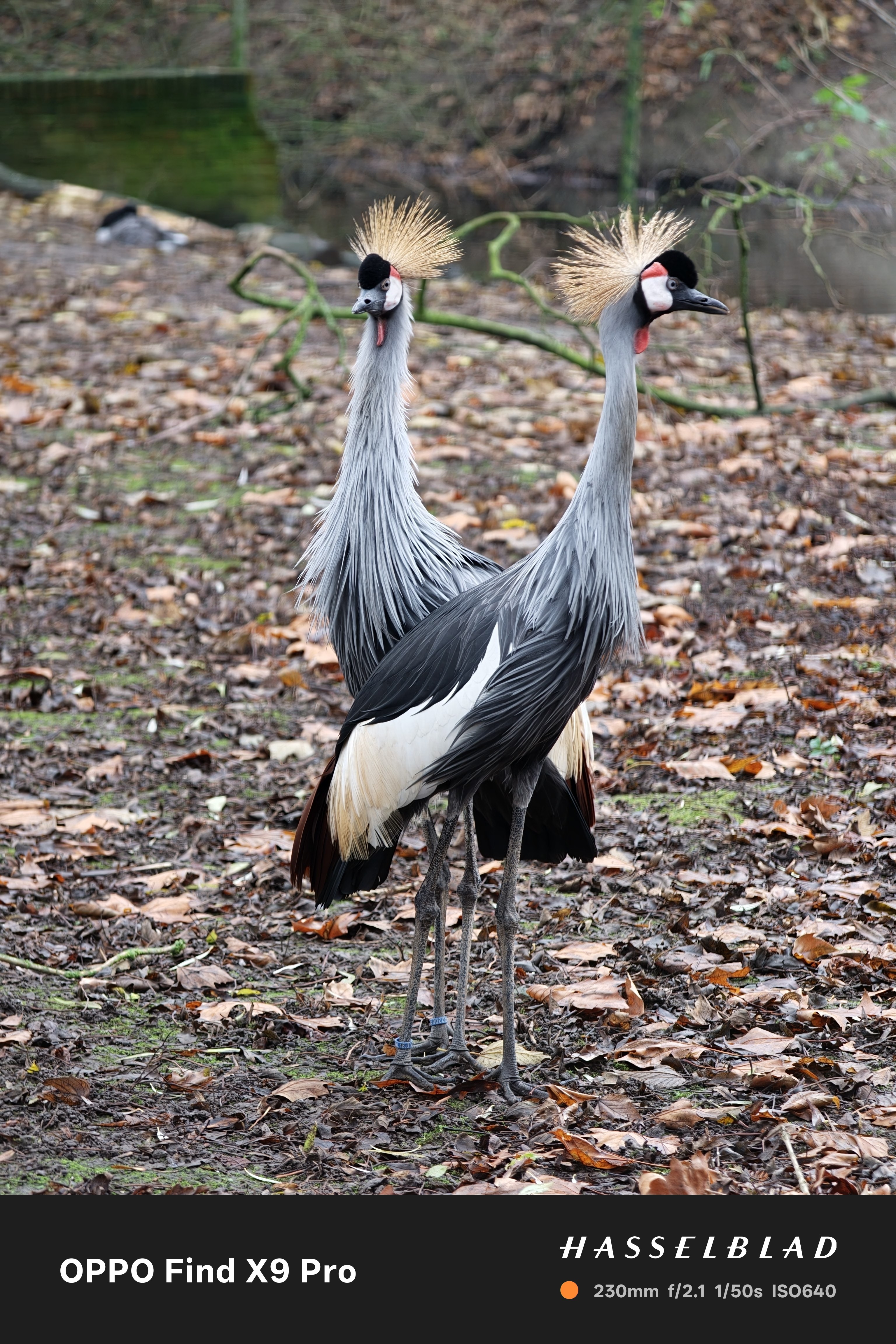 Bird photography with Oppo Find X9 Pro + Photography kitToda