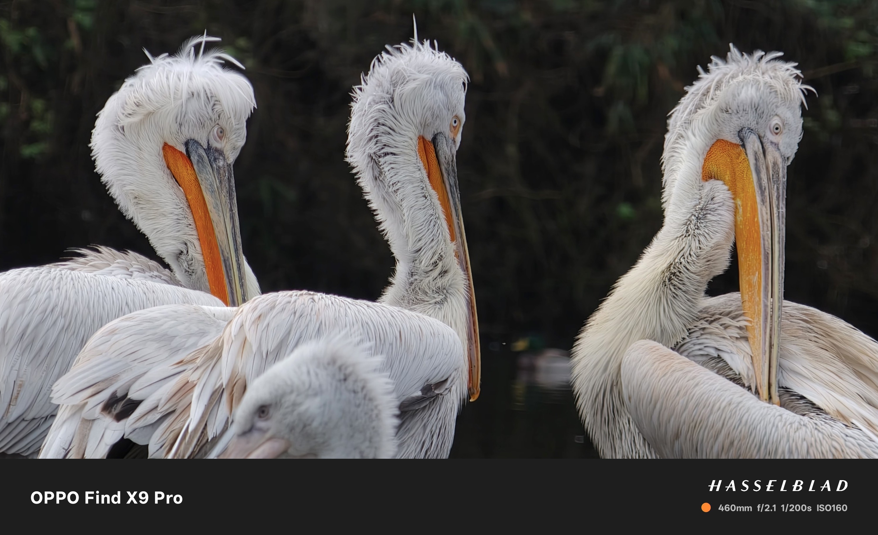 Bird photography with Oppo Find X9 Pro + Photography kitYest