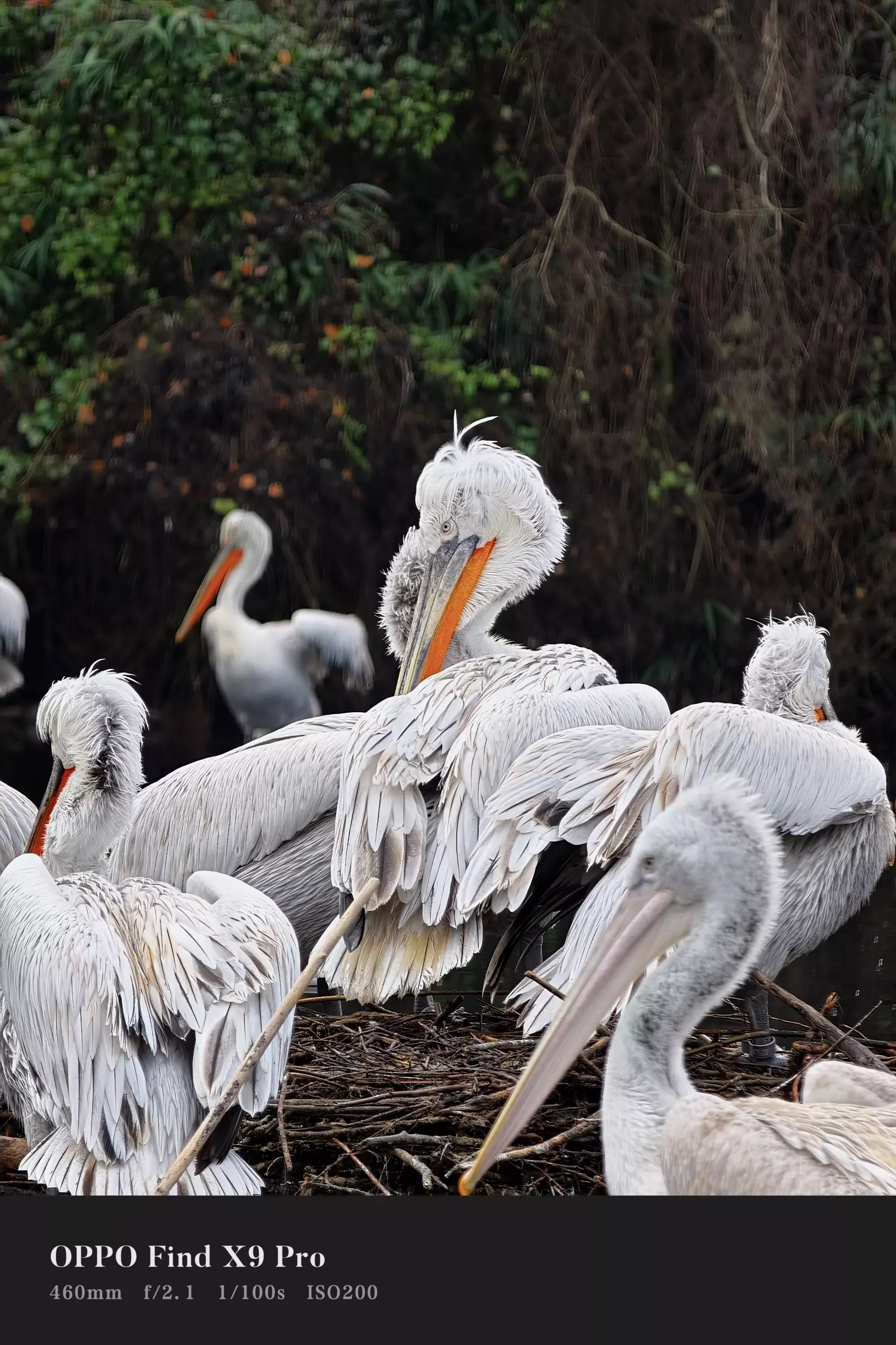 Bird photography with Oppo Find X9 Pro + Photography kitYest