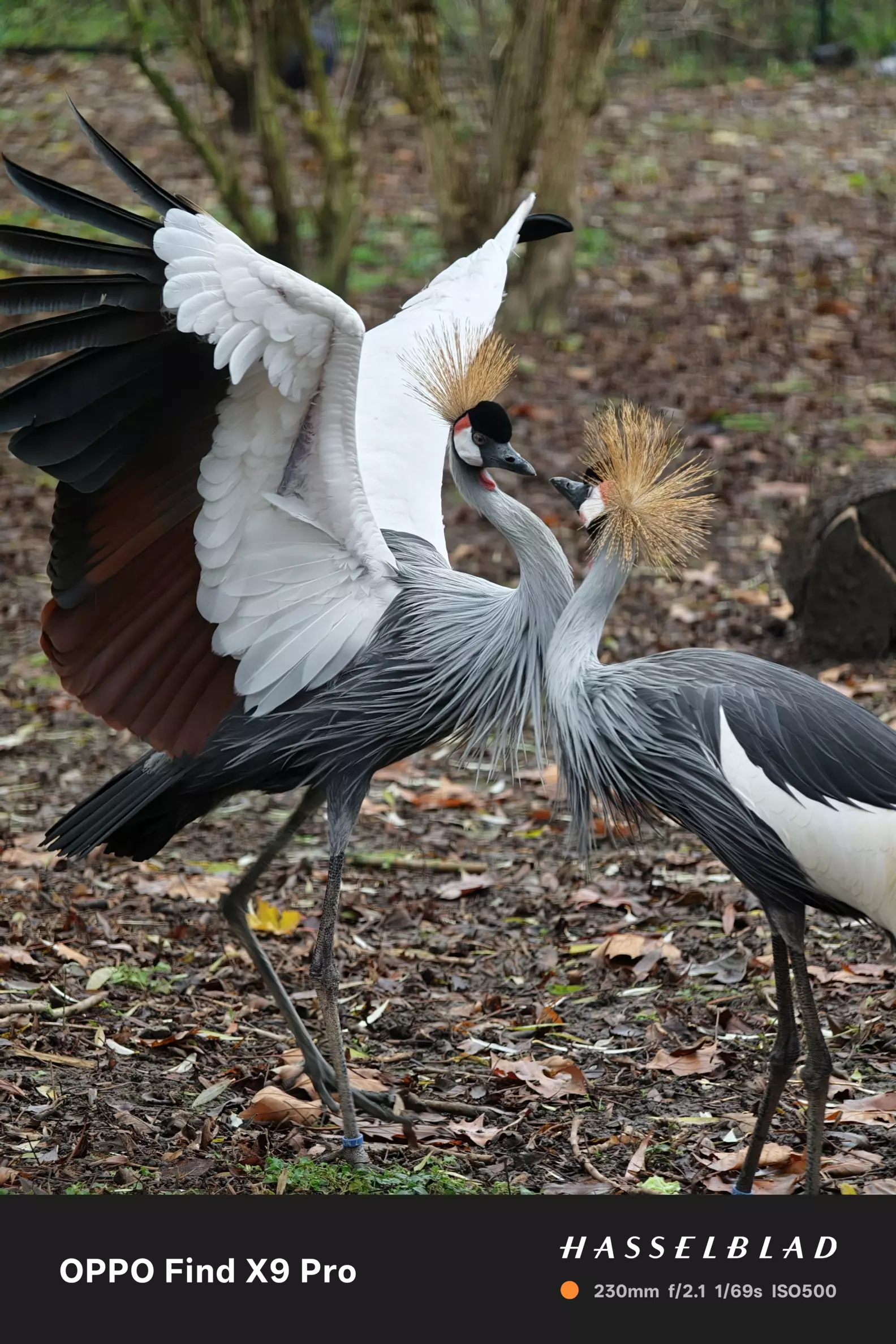 Bird photography with Oppo Find X9 Pro + Photography kitThis