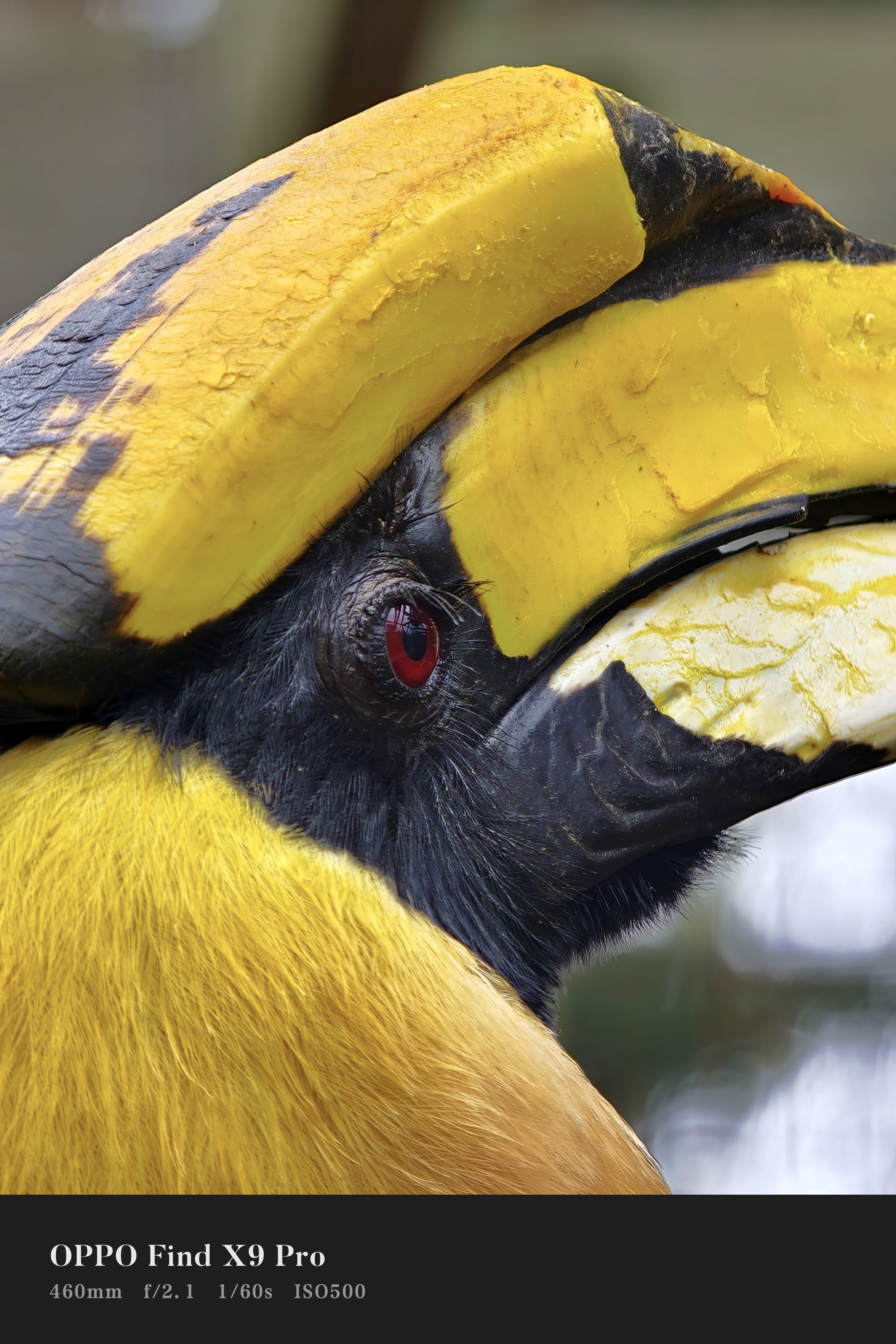 Bird photography with Oppo Find X9 Pro + Photography kitThis