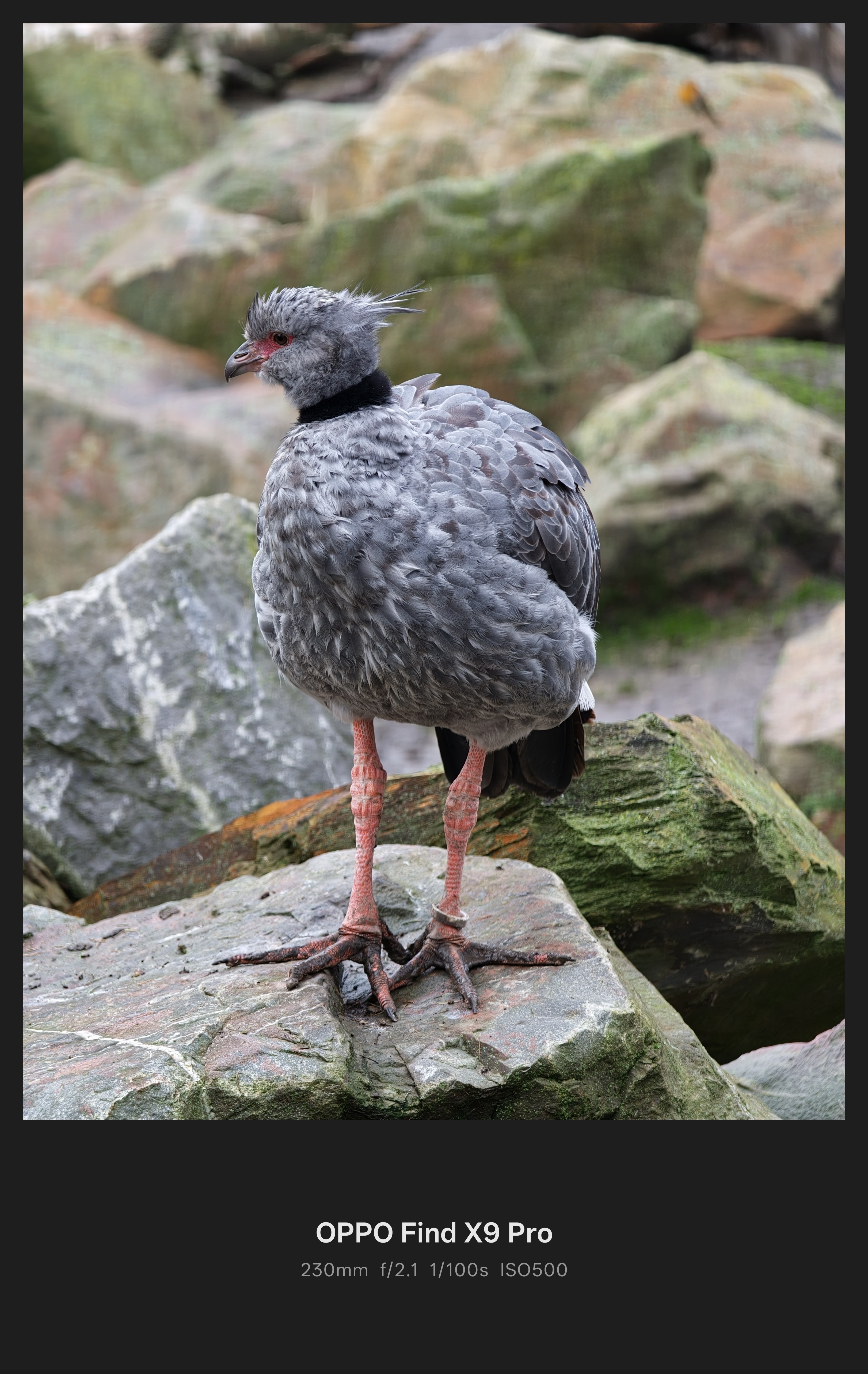 Bird photography with Oppo Find X9 Pro + Photography kitThis