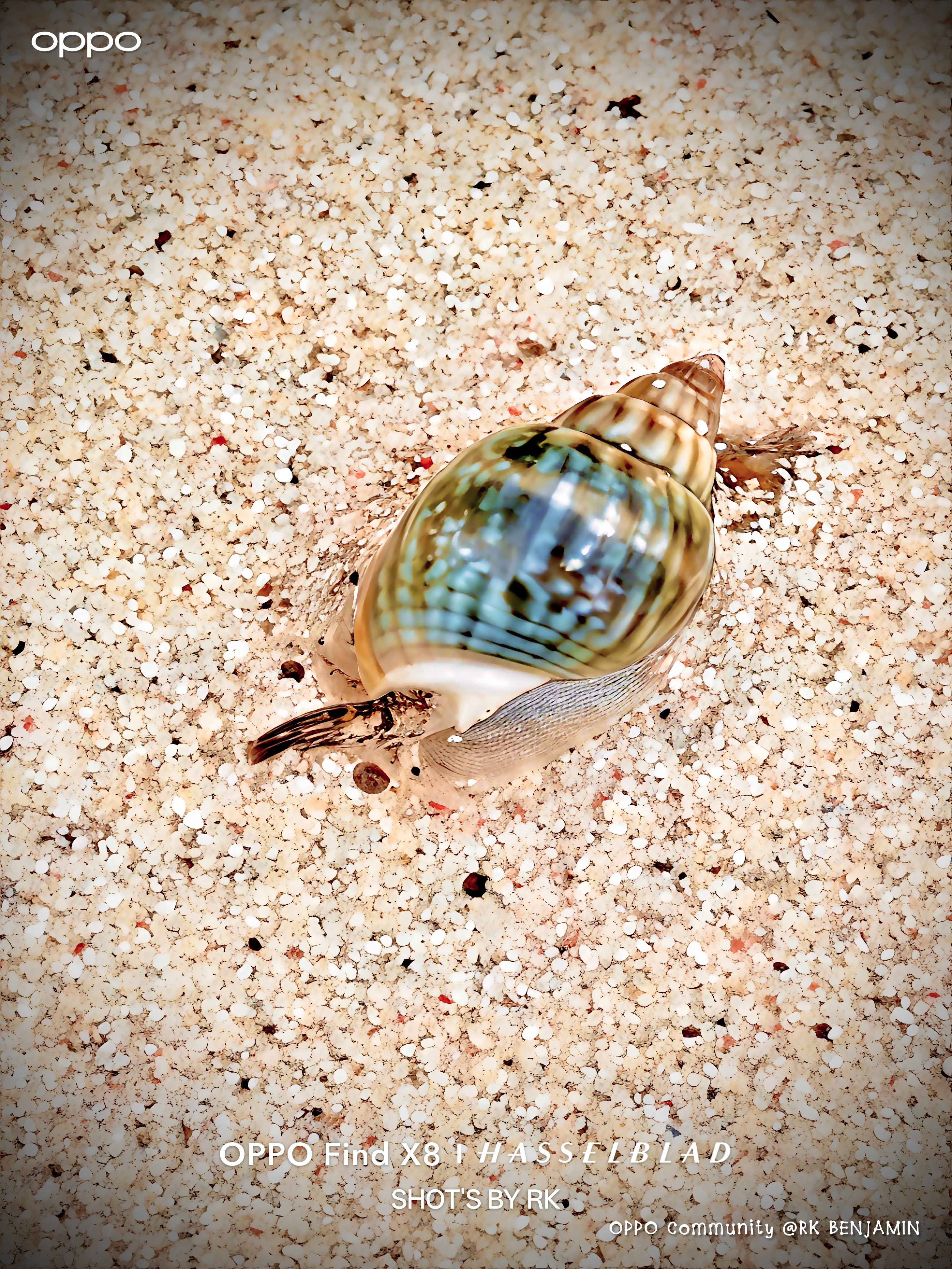 Good morning oppo community!Its shell shimmers with swirls o