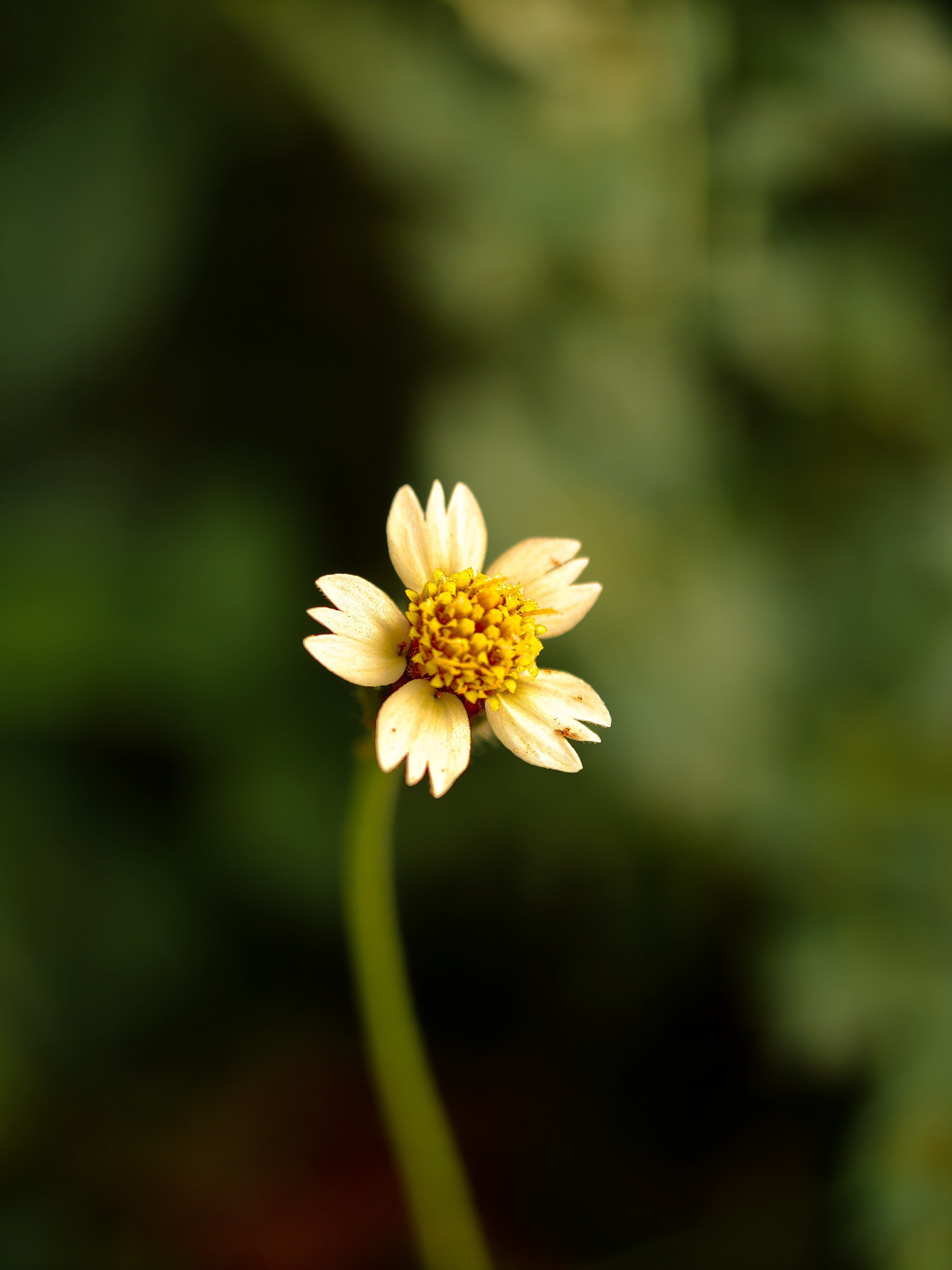 Good morning everyone 😊 Here are some macro shots of the da