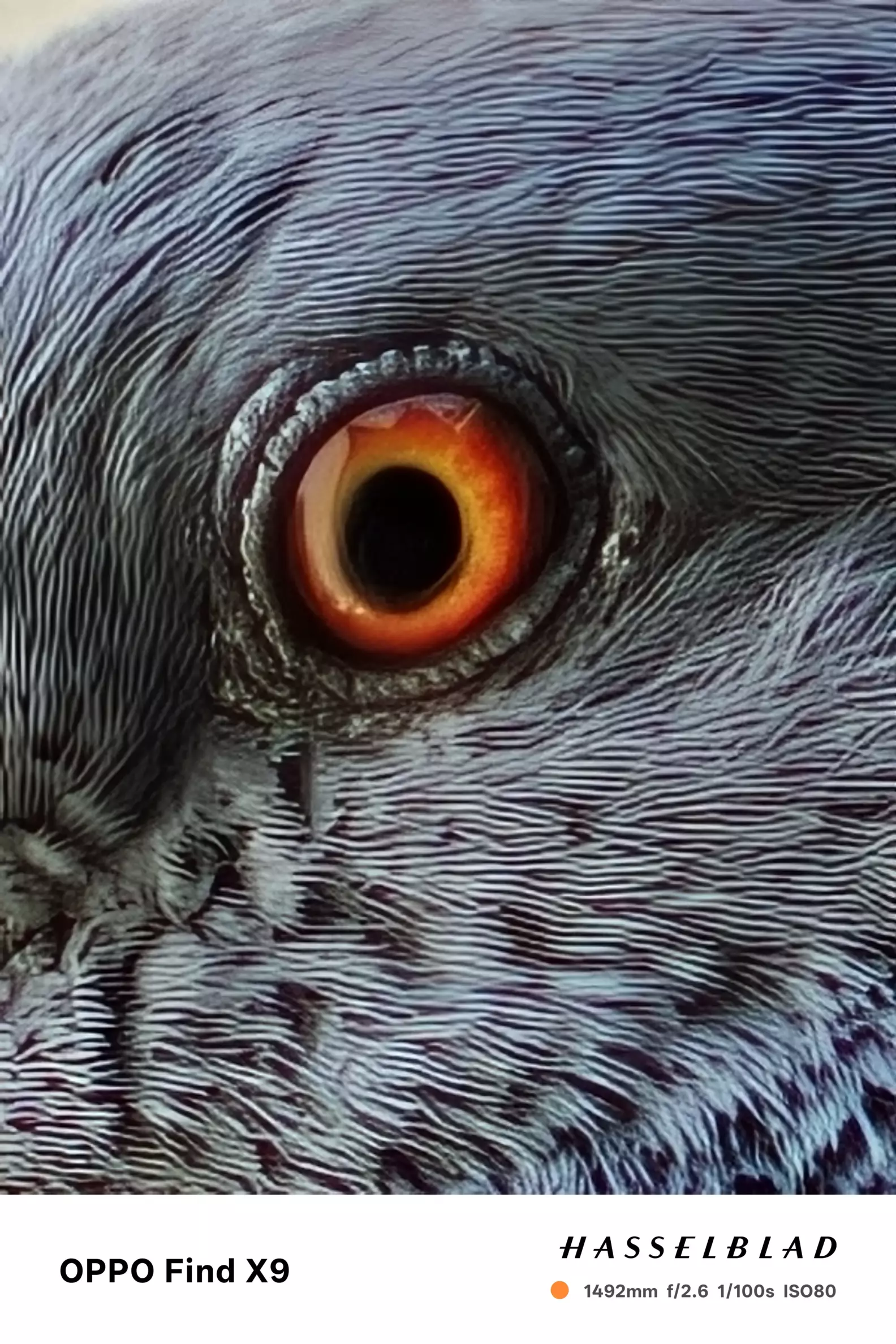 Some zoom shots by my find X9