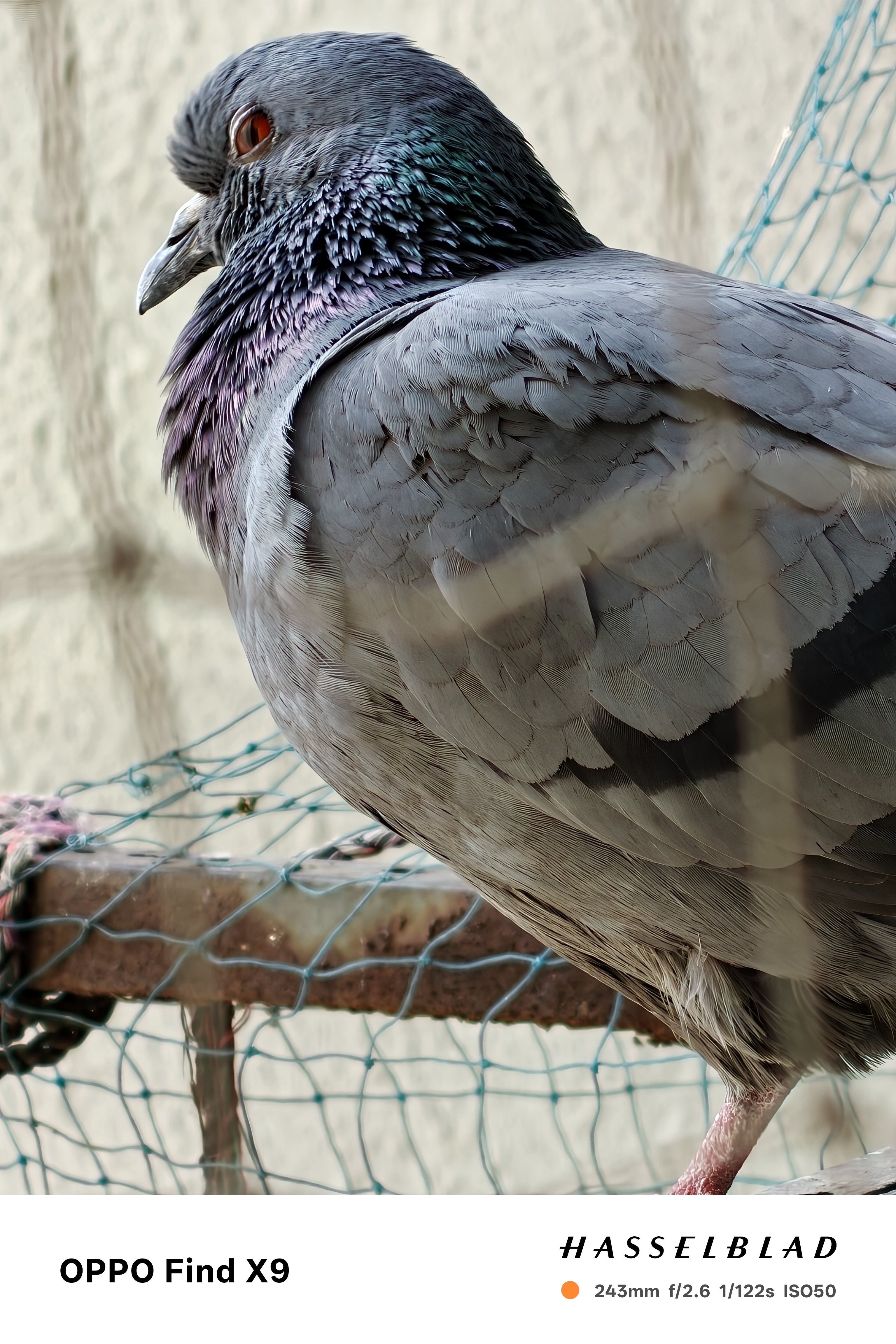 Some zoom shots by my find X9