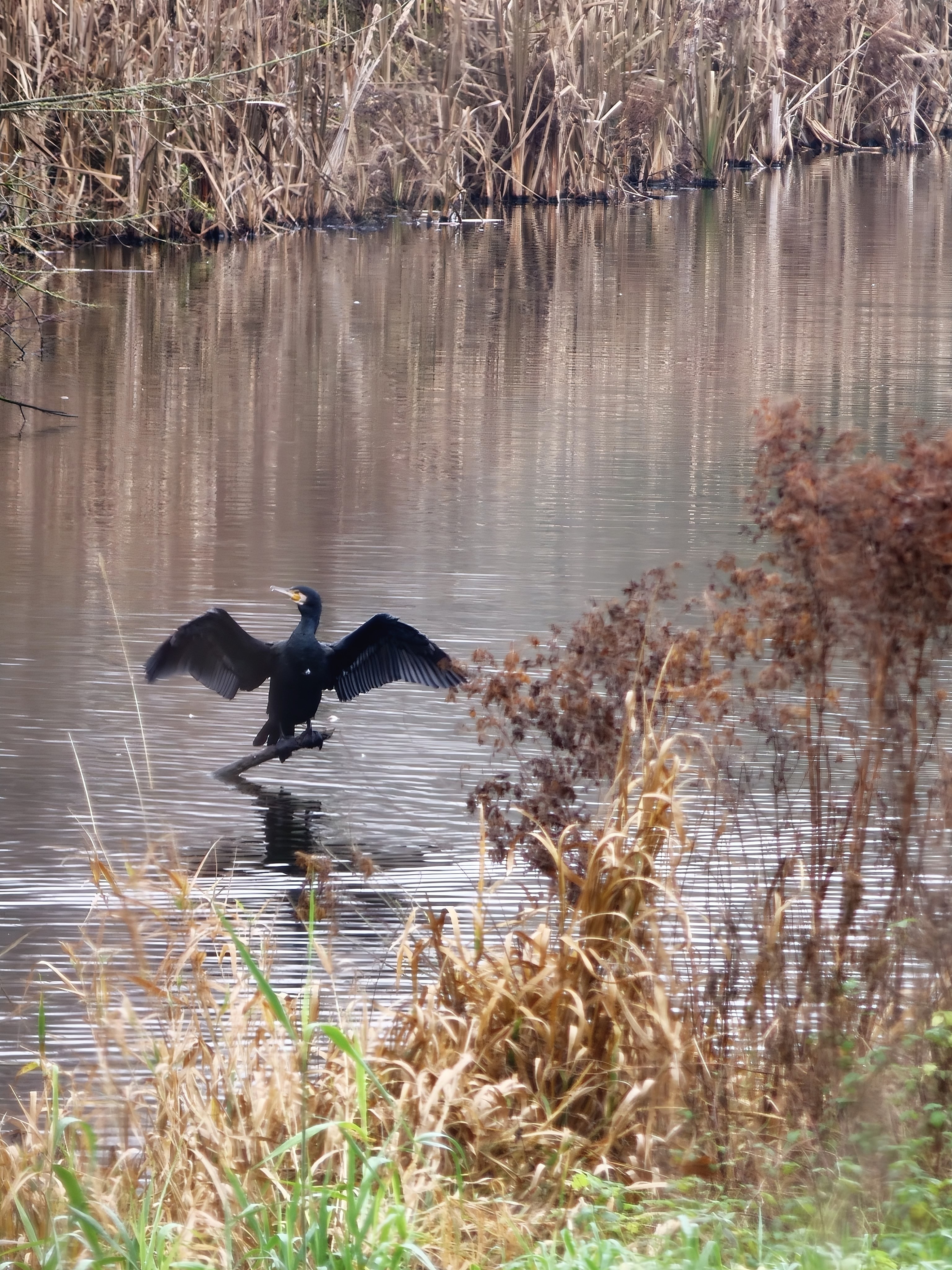Long range bird photography with Oppo ️Who needs a big and