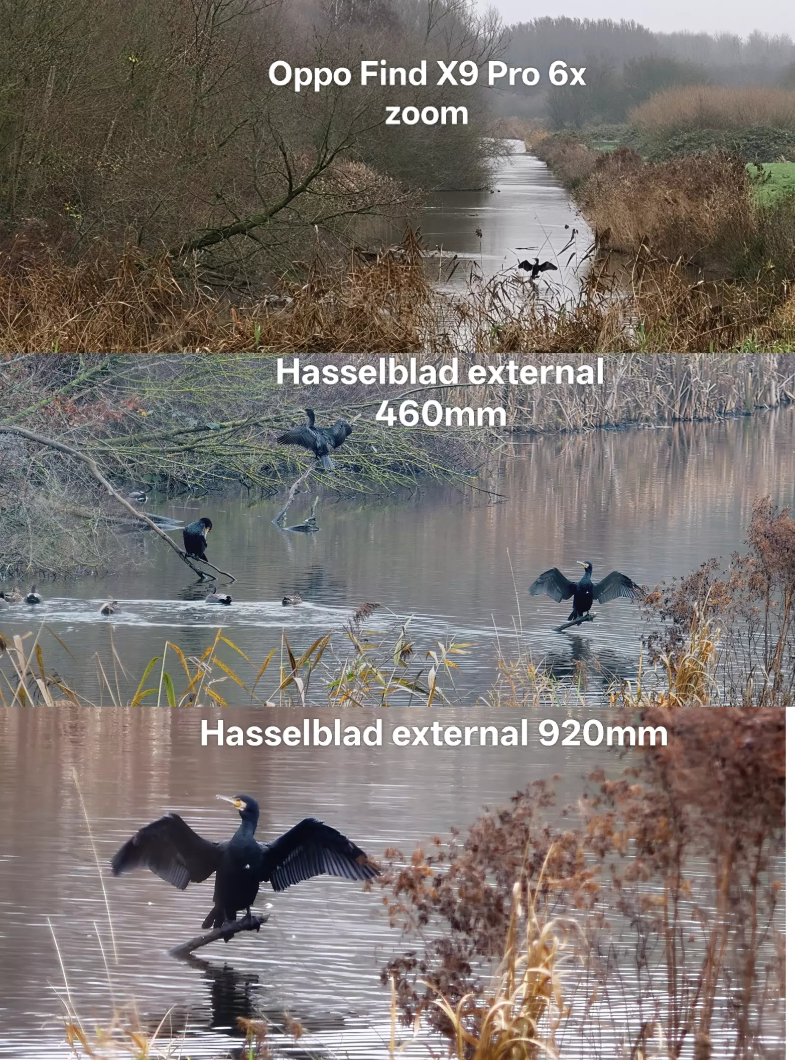 Long range bird photography with Oppo ️Who needs a big and