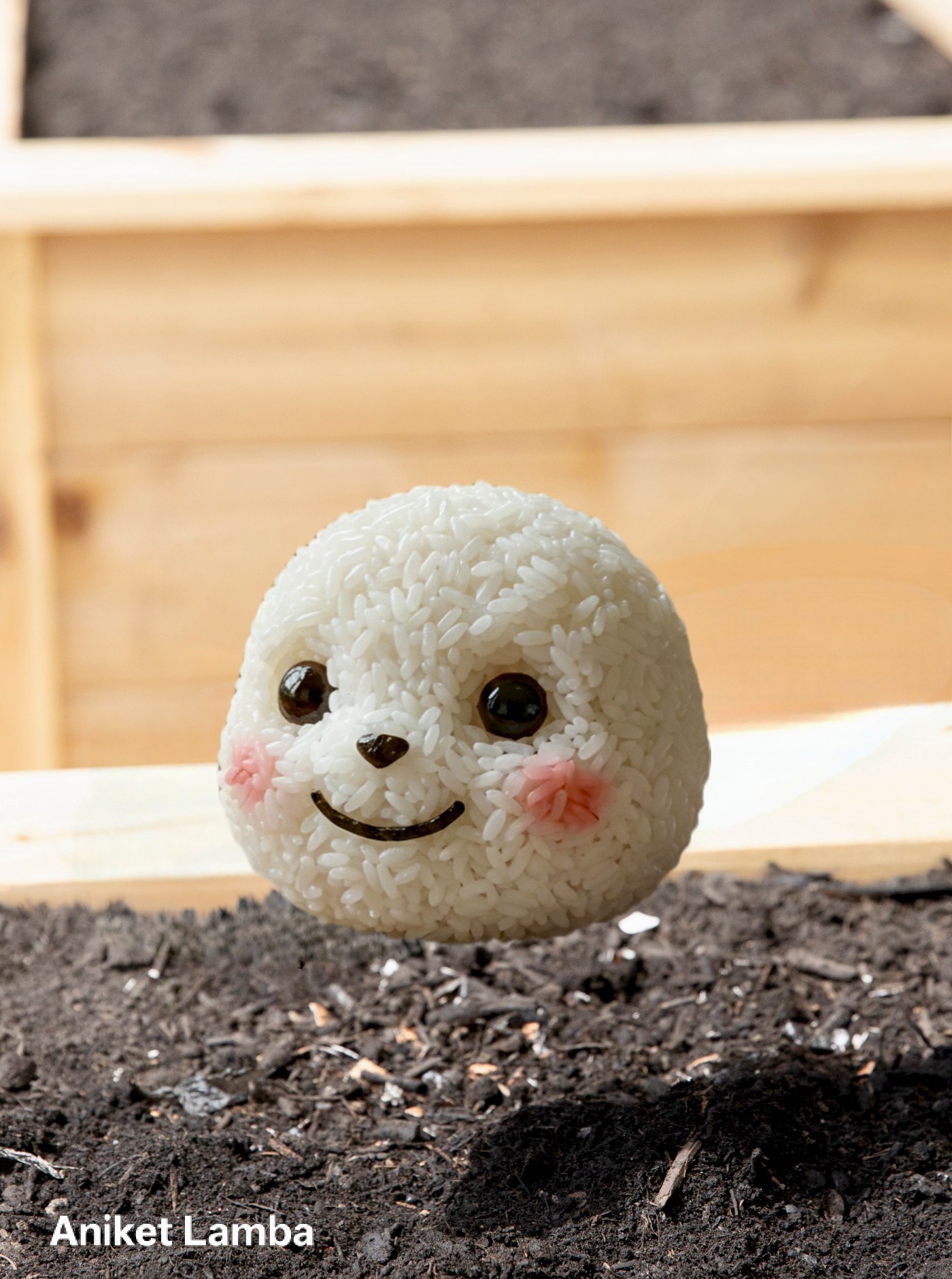 Ollie made with rice in my small garden