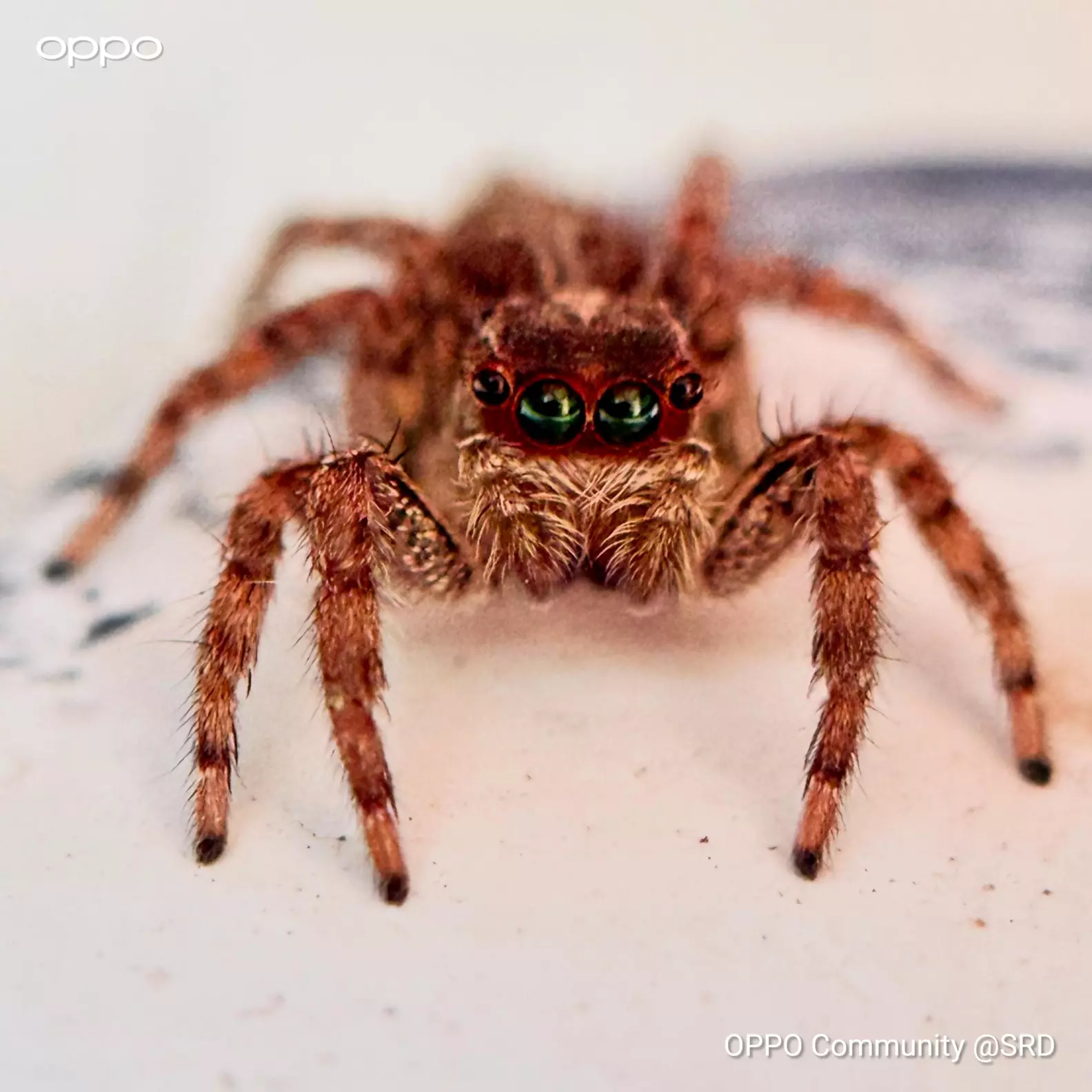 Incy wincy spider climbed up the waterspout 😊. Well well...