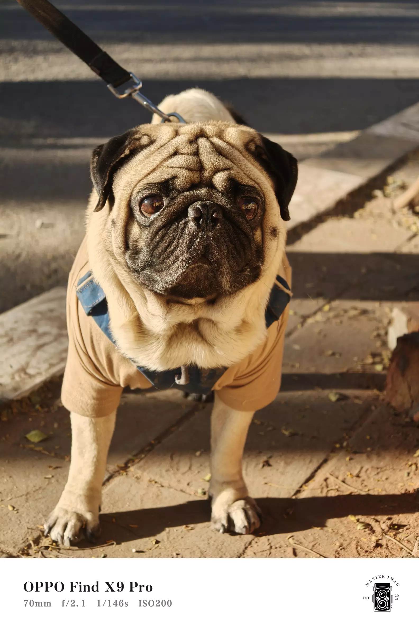 “Morning walks tell the best stories.Curious eyes, wagging t