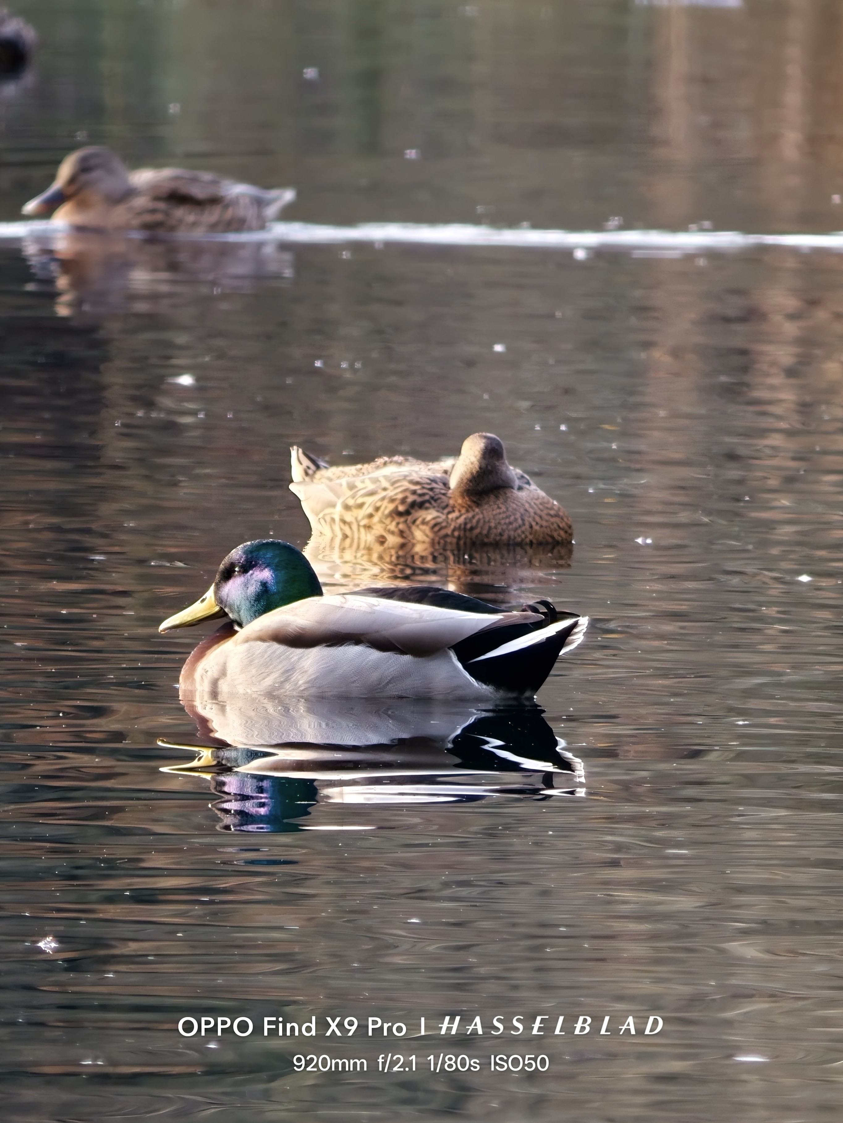 Bird photography with the Oppo x9 ProSee here samples of the