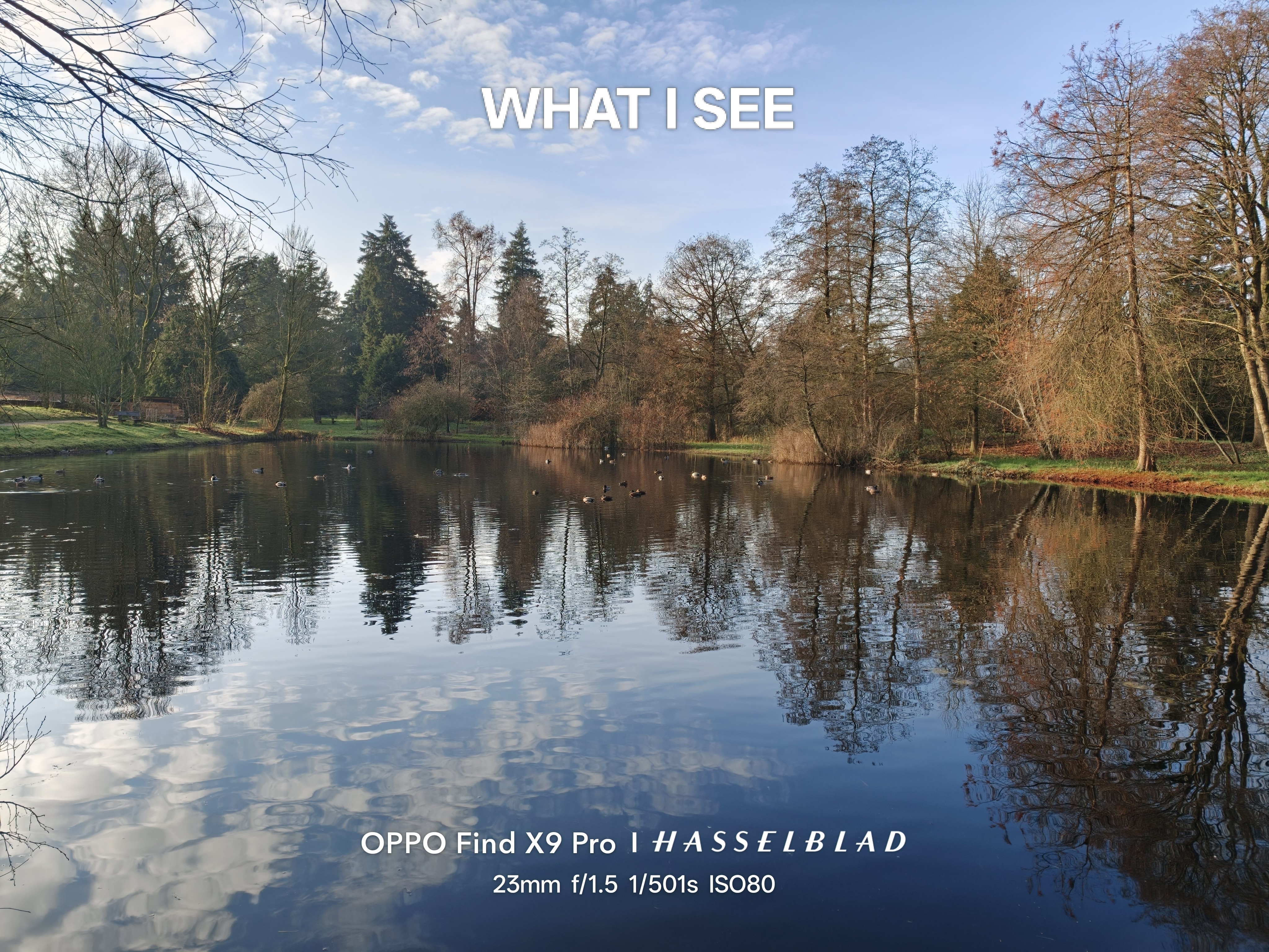 Bird photography with the Oppo x9 ProSee here samples of the