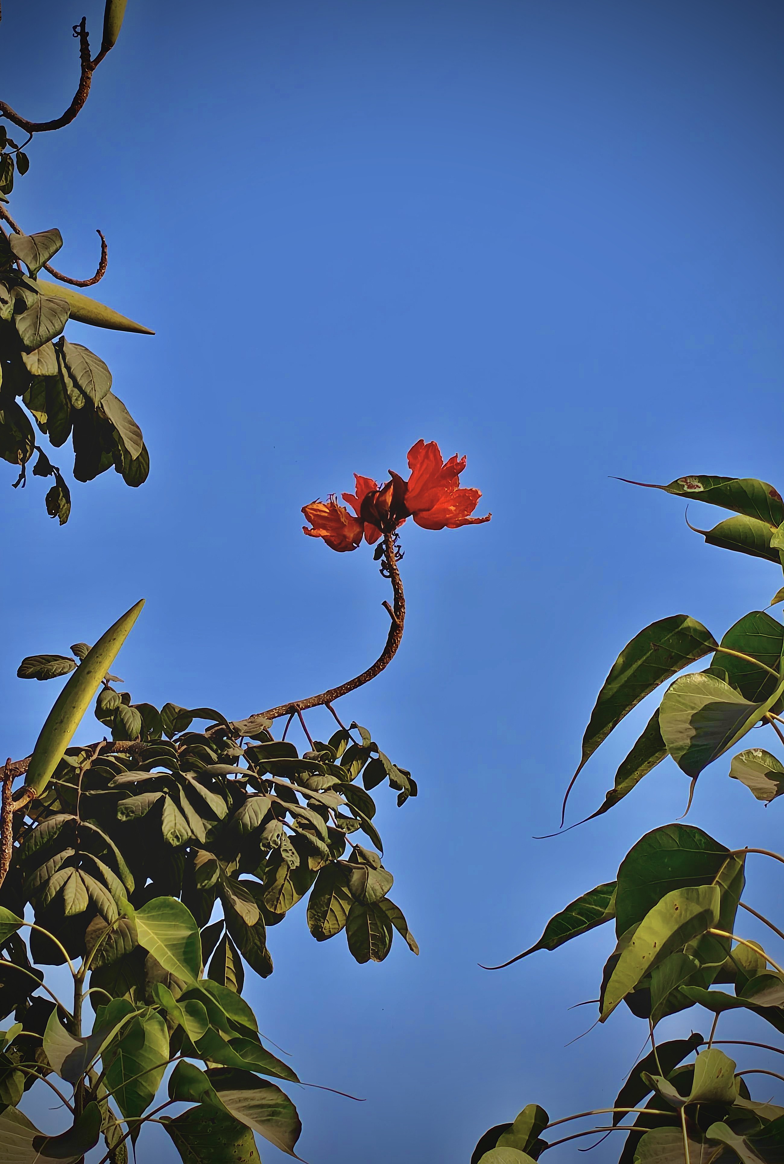 A single bloom reaching into an endless blue. Sometimes, tha