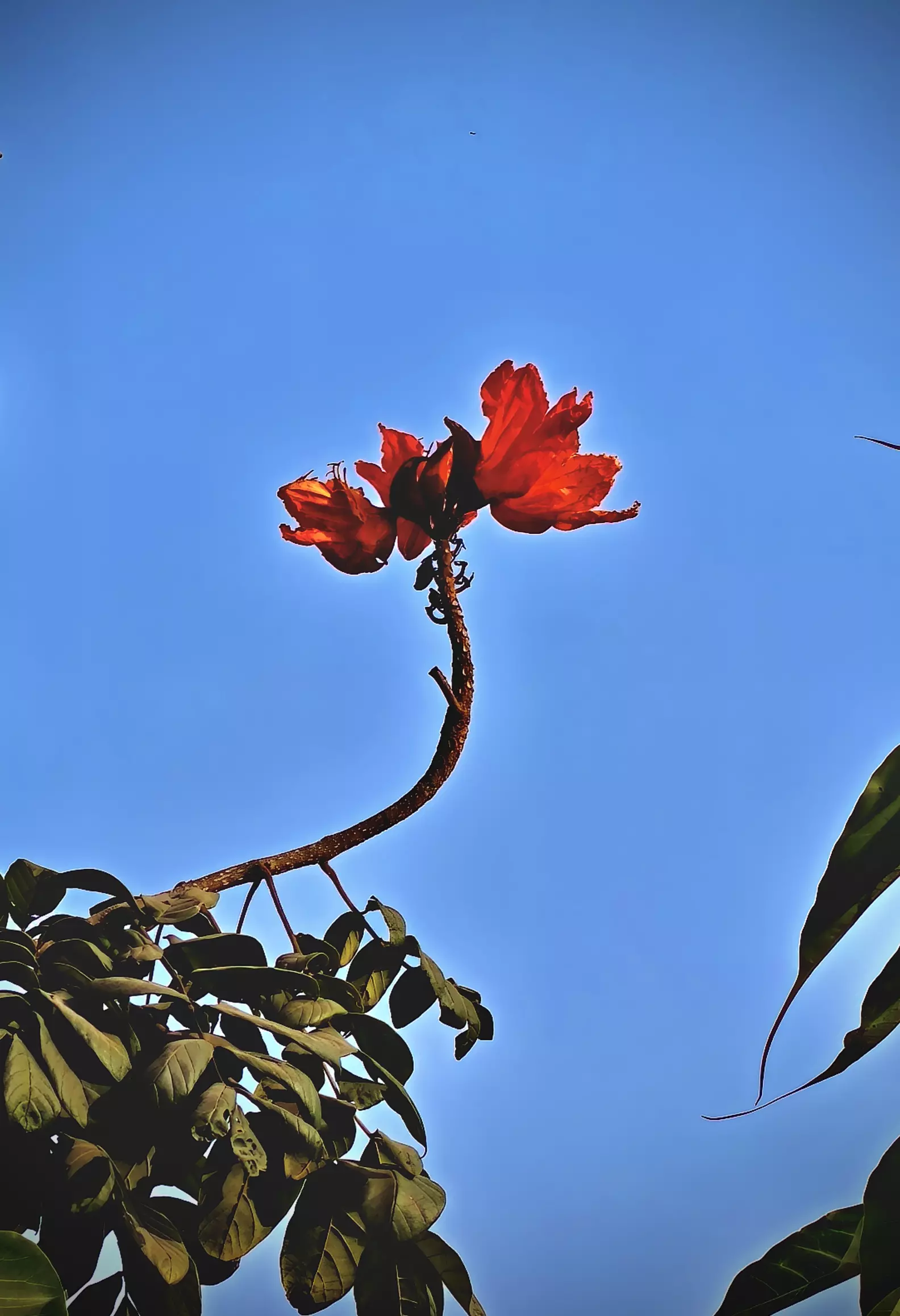 A single bloom reaching into an endless blue. Sometimes, tha