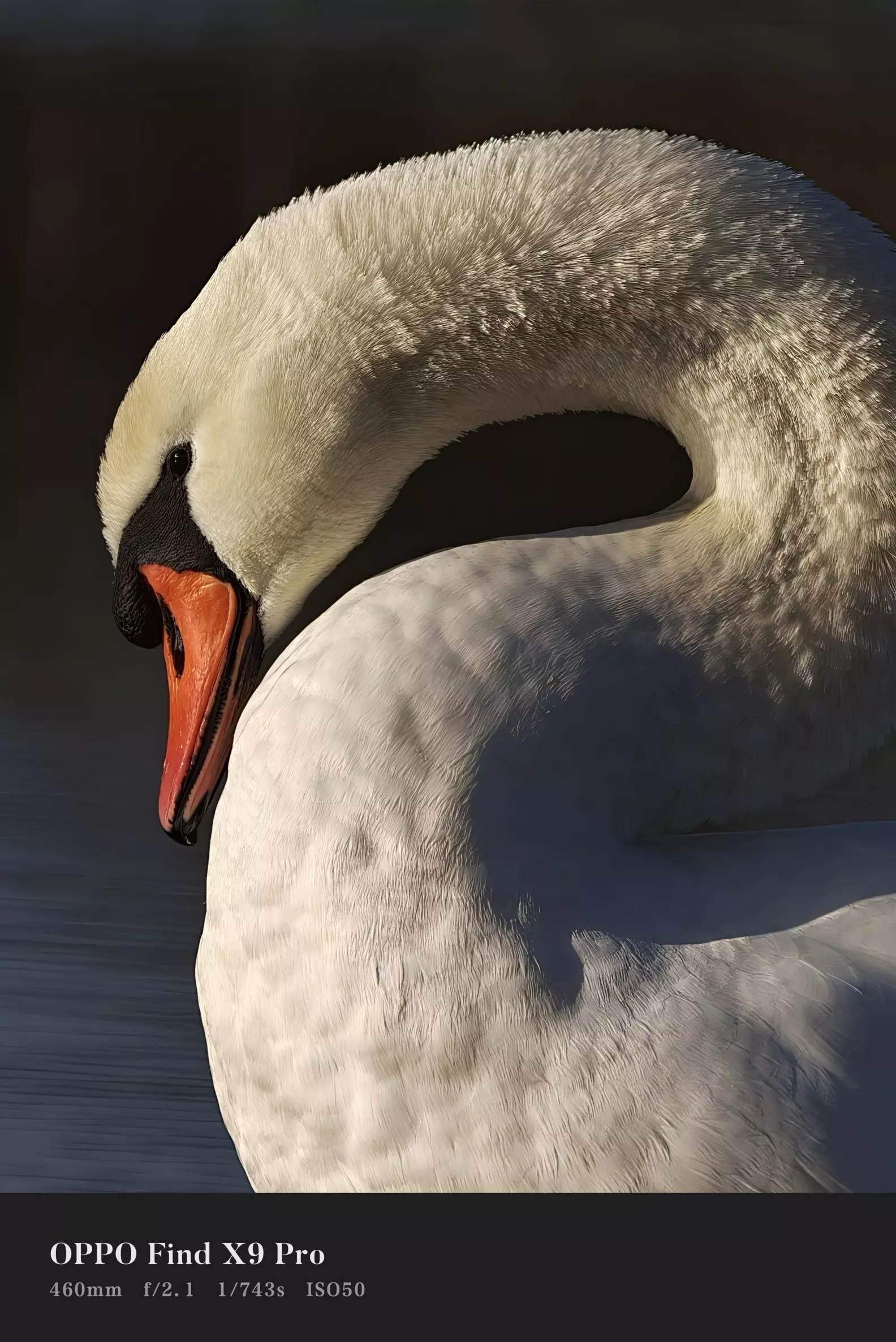 Swan captured with Hasselblad Photography kit I took many ph