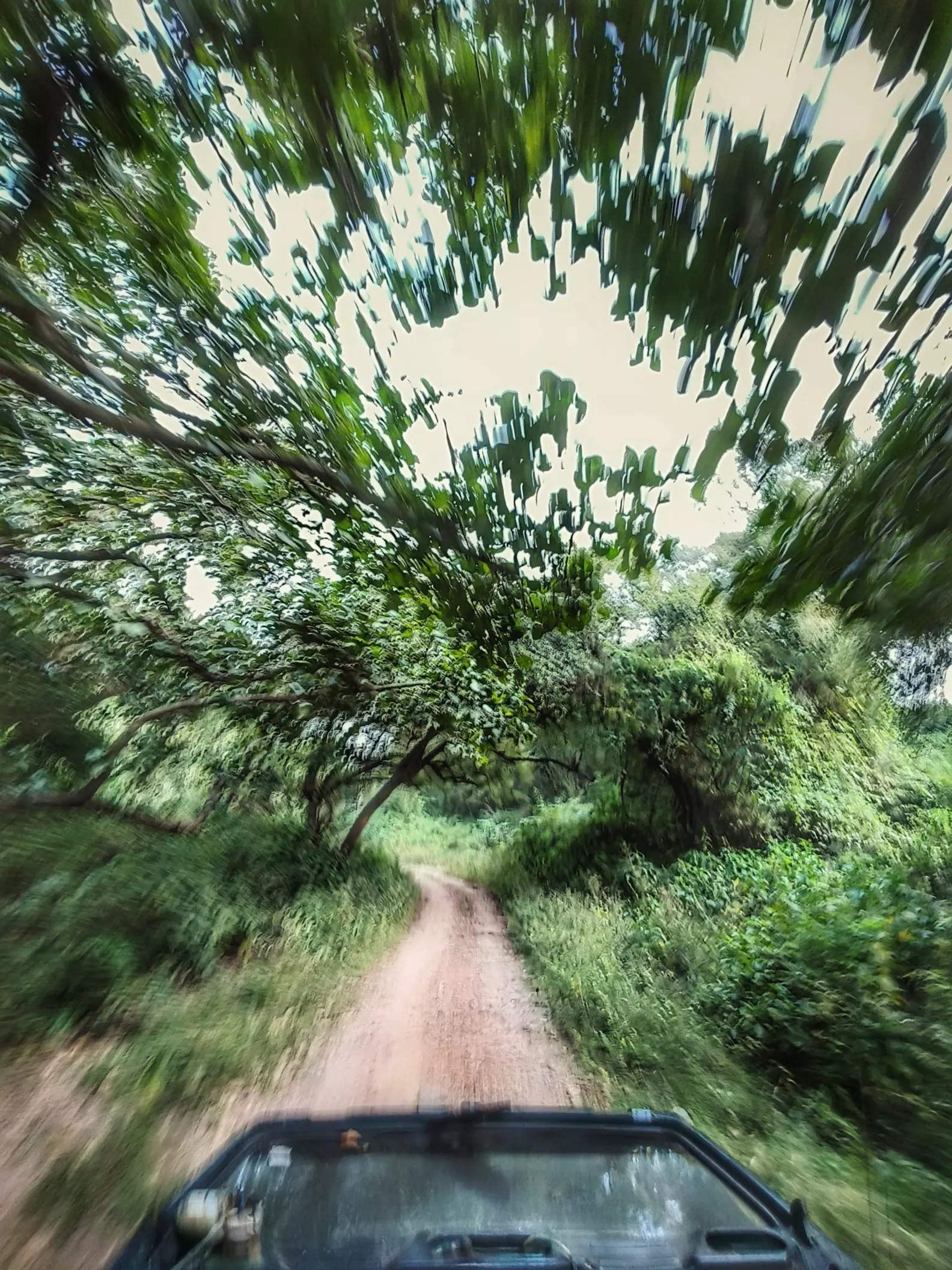 Blasting through the forest on a bumpy jeep safari, trees ru