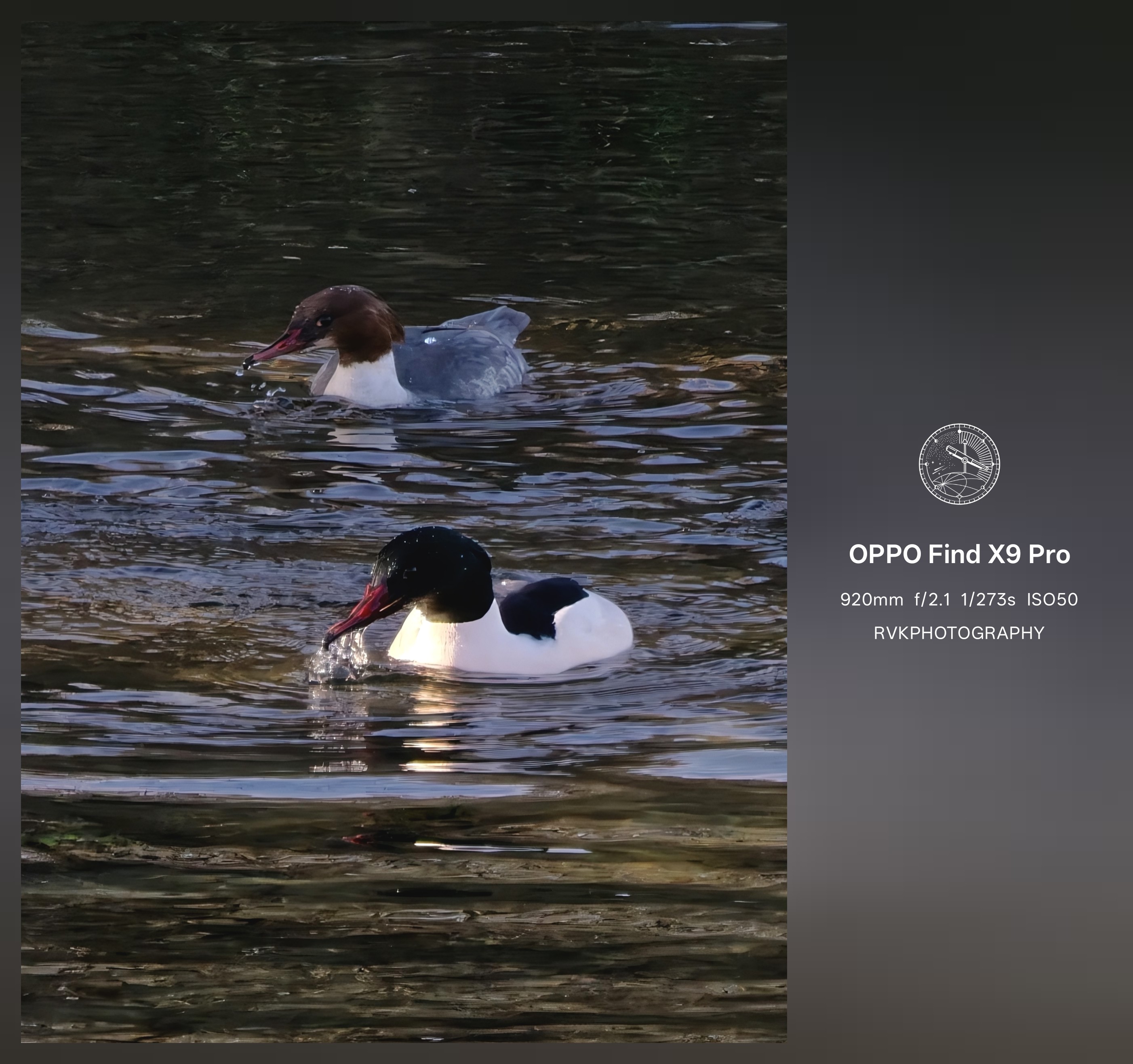 40x -920mm bird pictures with Oppo Find X9 ProSee here with
