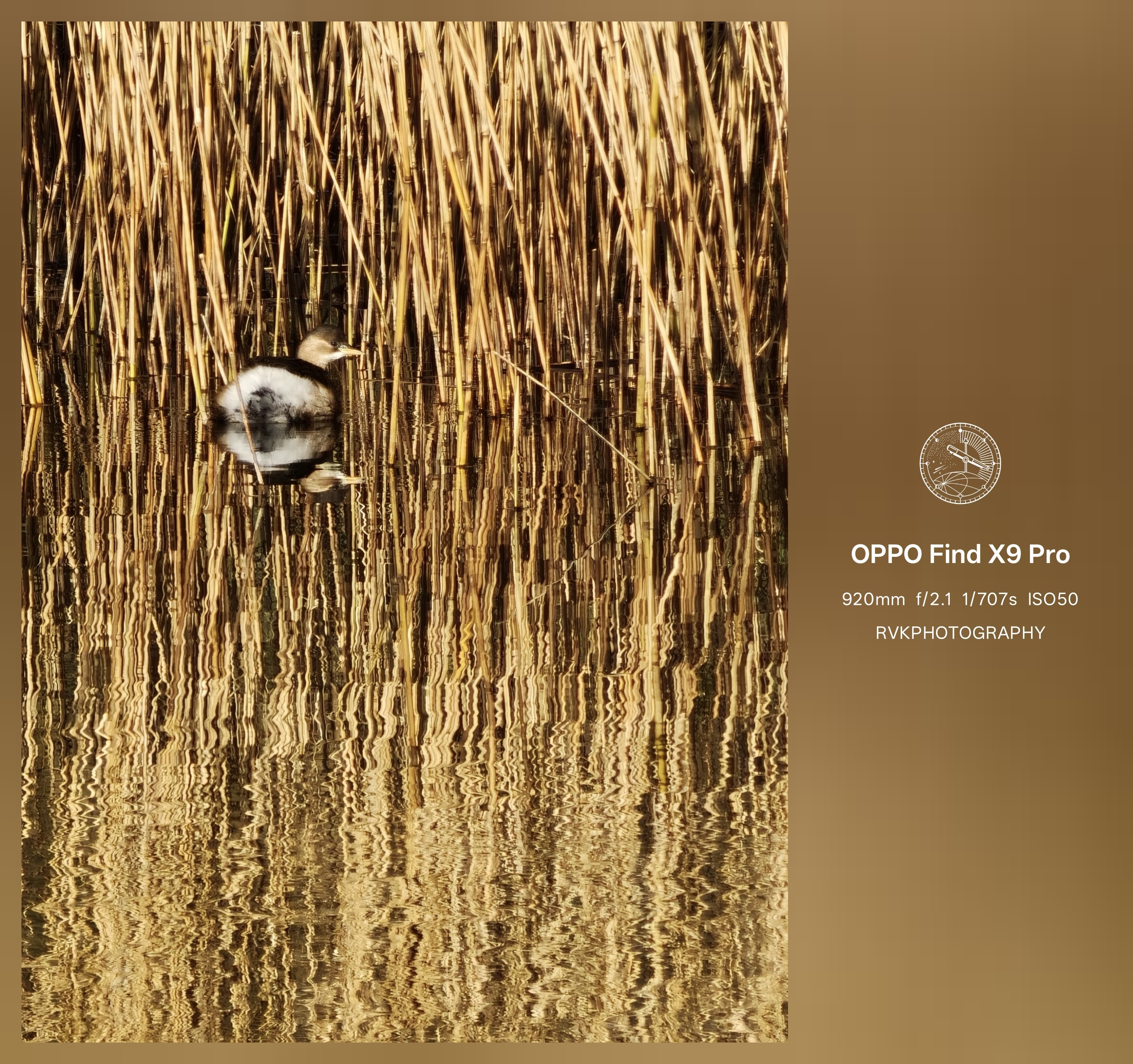 40x -920mm bird pictures with Oppo Find X9 ProSee here with