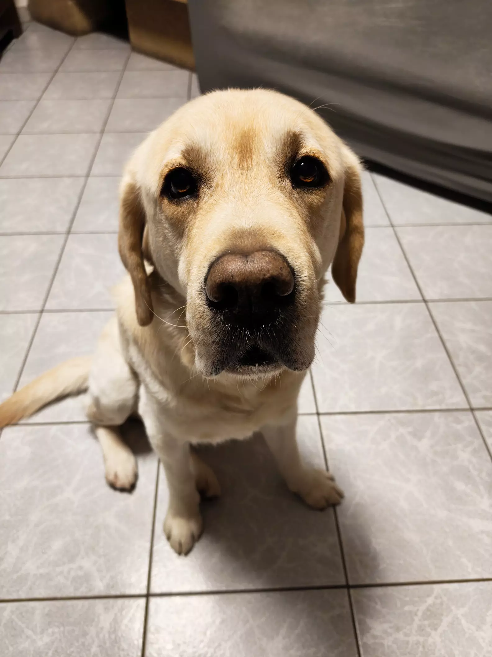 Hello from Murphy!
