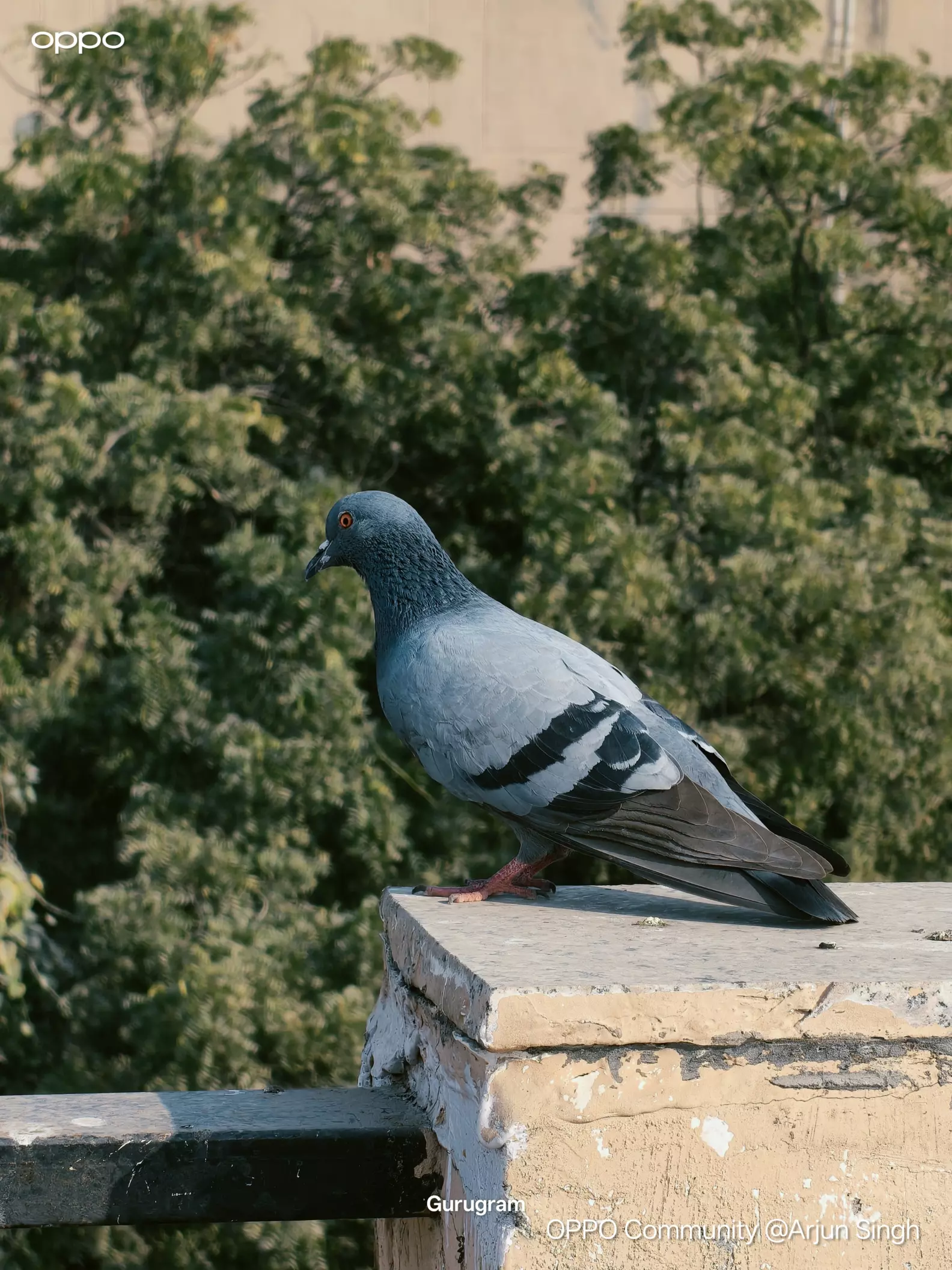 Concrete Jungle Royalty: Why the Common Pigeon is Actually a Masterpiece