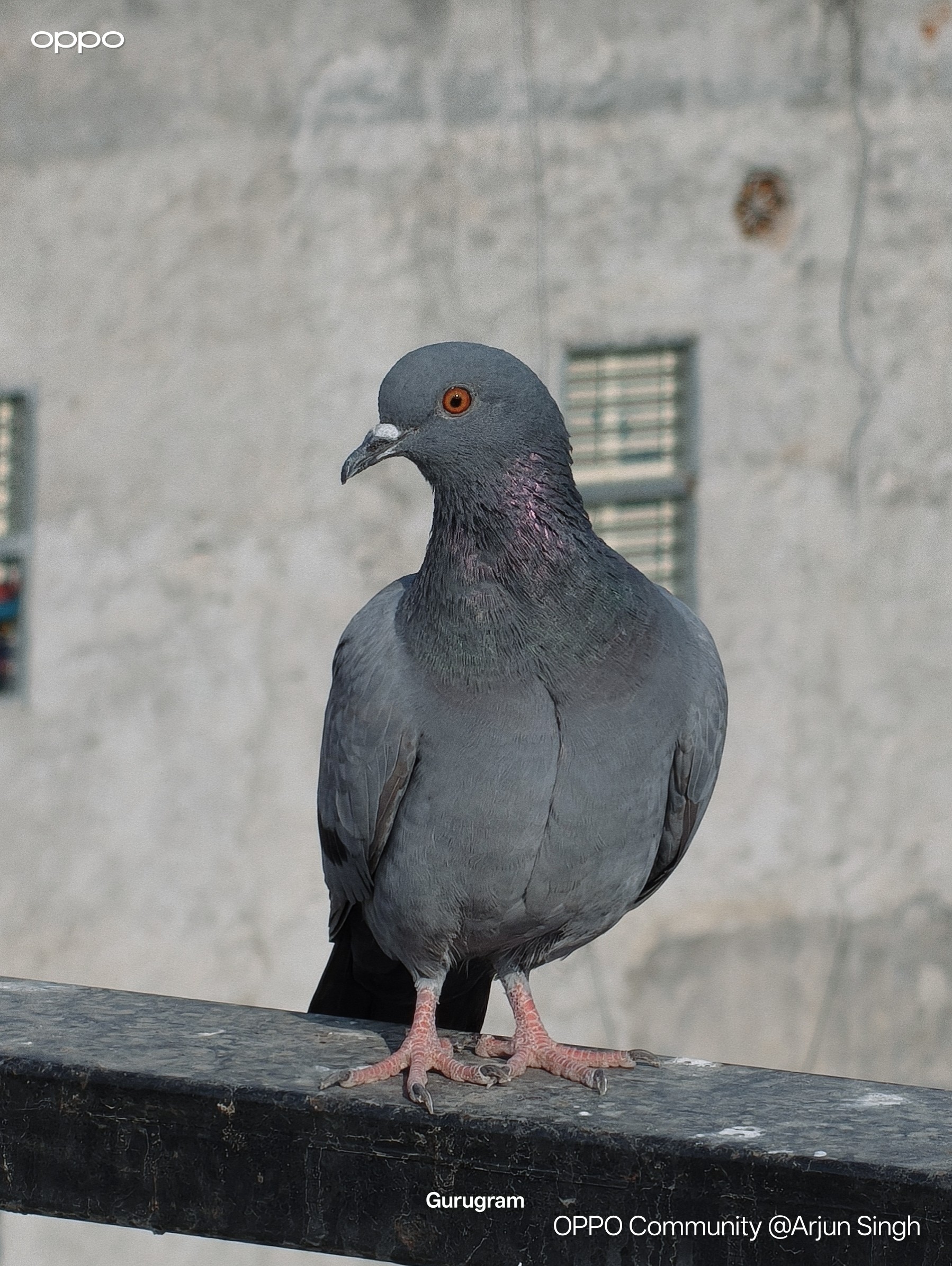 Concrete Jungle Royalty: Why the Common Pigeon is Actually a Masterpiece