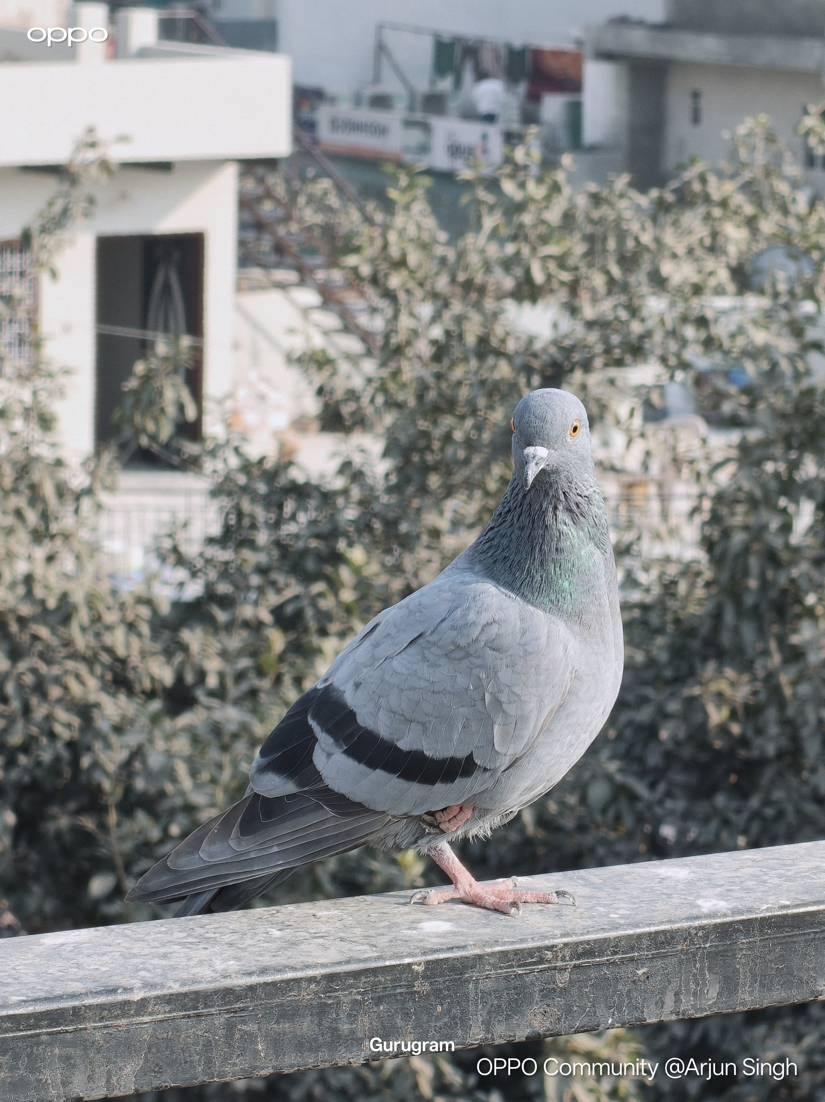 Concrete Jungle Royalty: Why the Common Pigeon is Actually a Masterpiece