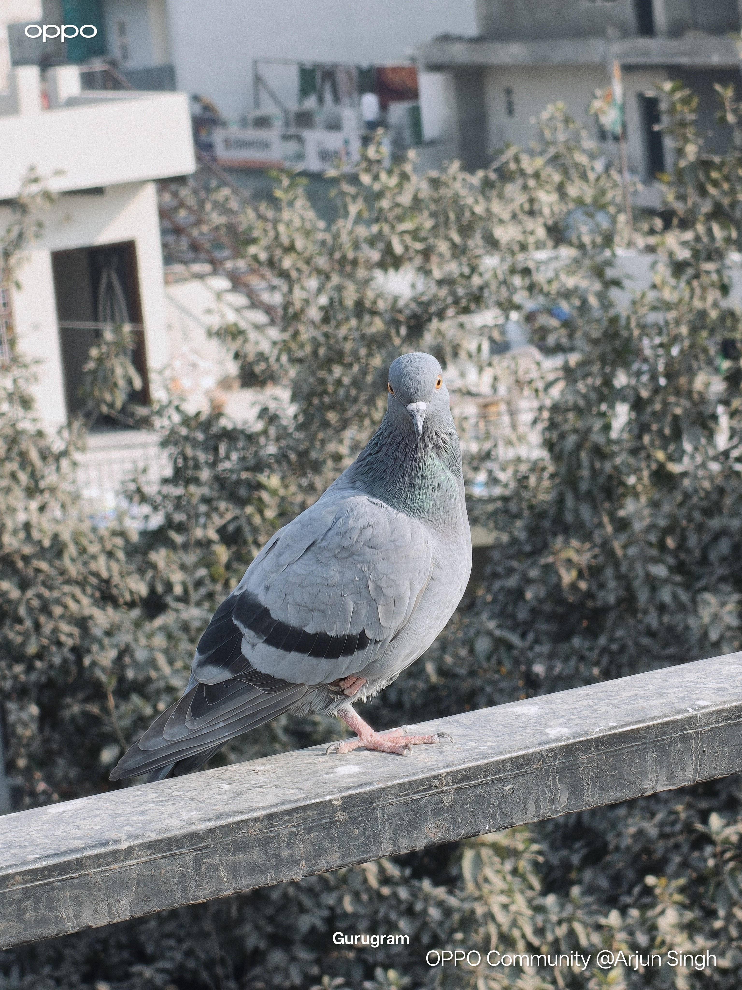 Concrete Jungle Royalty: Why the Common Pigeon is Actually a Masterpiece