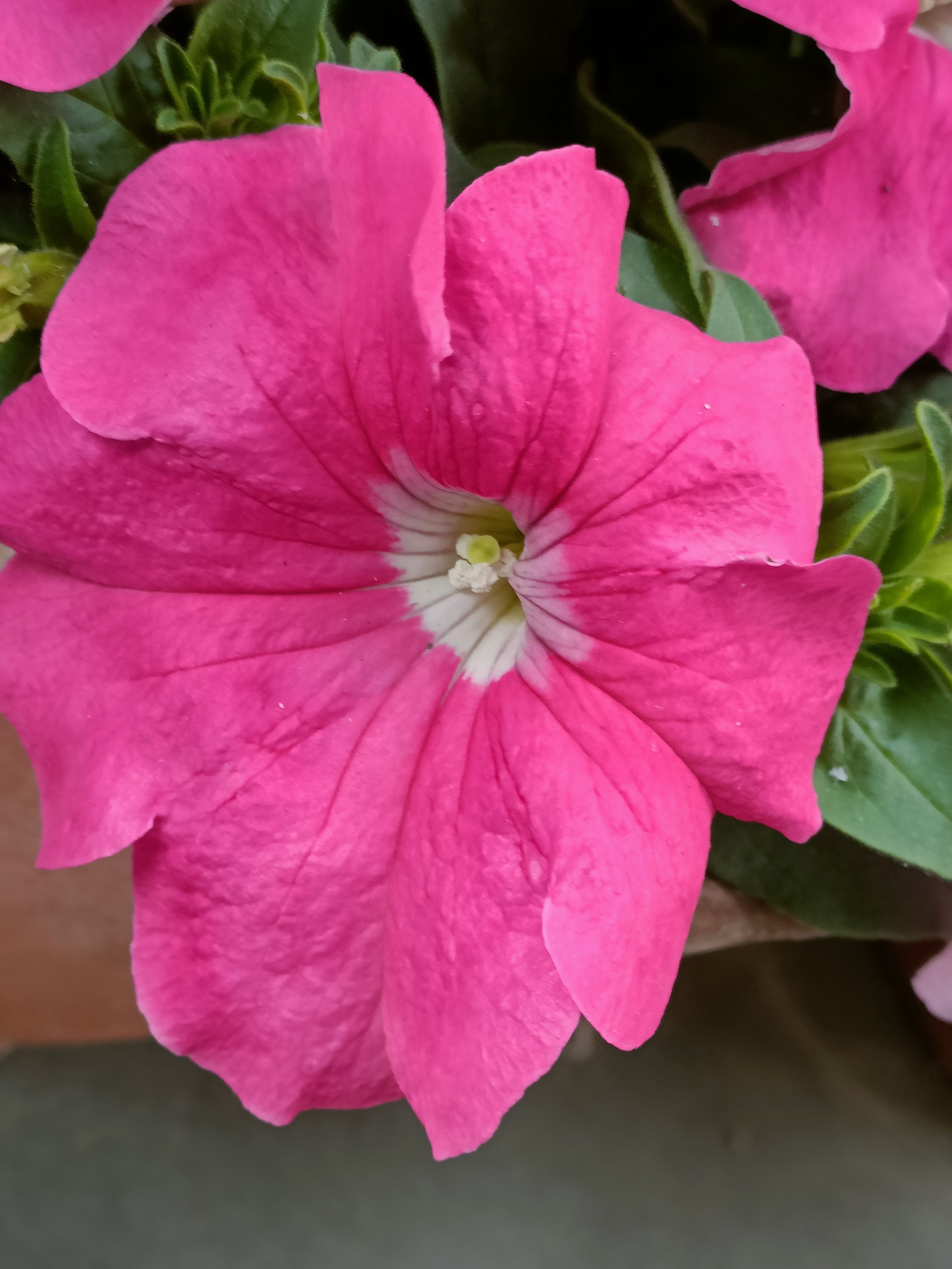 Blooming in Every Shade of Nature 🌸 Nature paints with peta